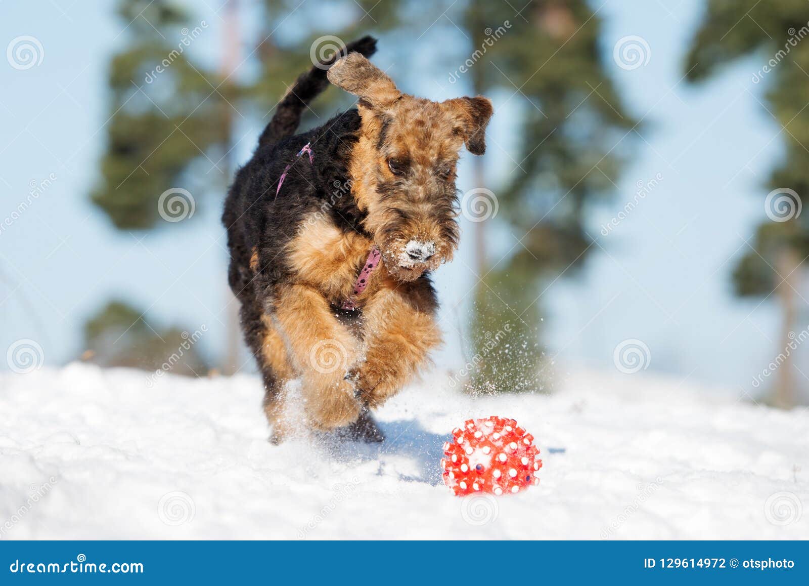 Airedale Terrier Puppy Running Outdoors in Winter Stock Photo - Image ...