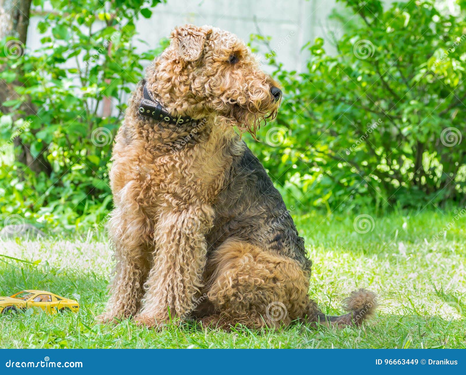 Airedale Terrier is a Strong and Muscular Dog of Medium Size Stock ...