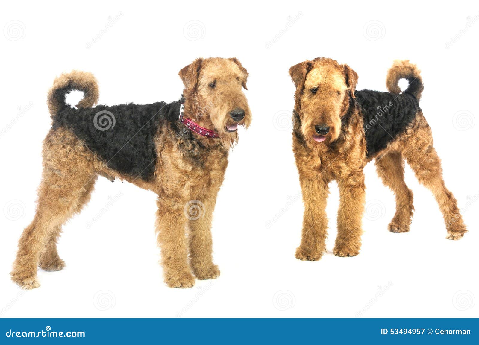 Airedales stock image. Image of young, white, isolated - 53494957