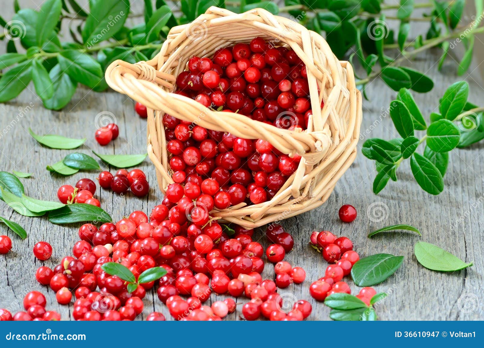Airelles Rouges Dans Le Panier Image stock - Image du sort, fruits ...