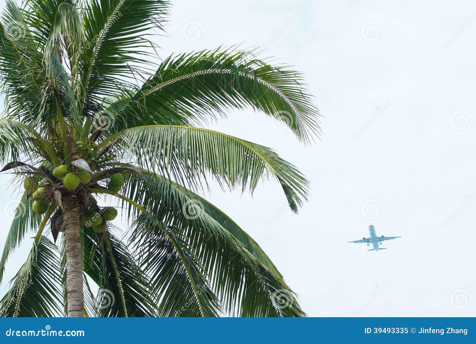 Airliner and coconut palm stock image. Image of coconut - 39493335