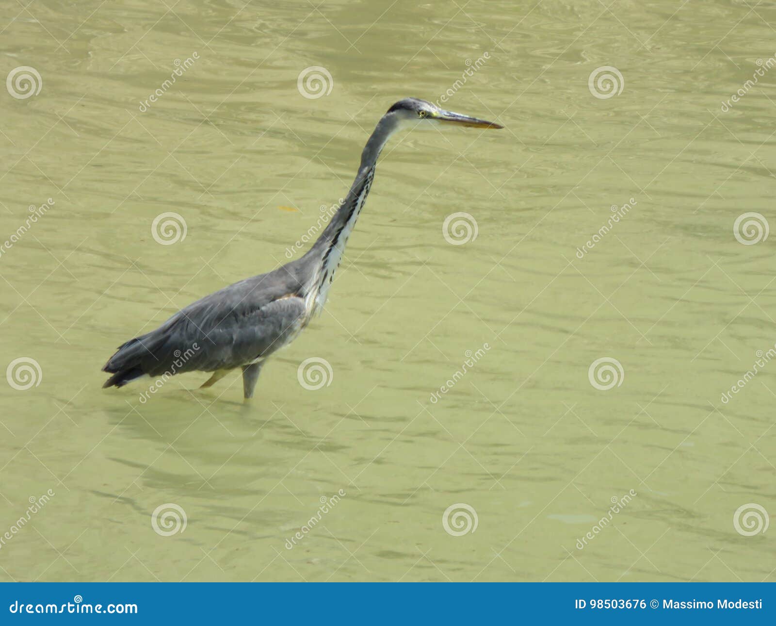 Airone stock photo. Image of shorebird, awkward, bird - 98503676
