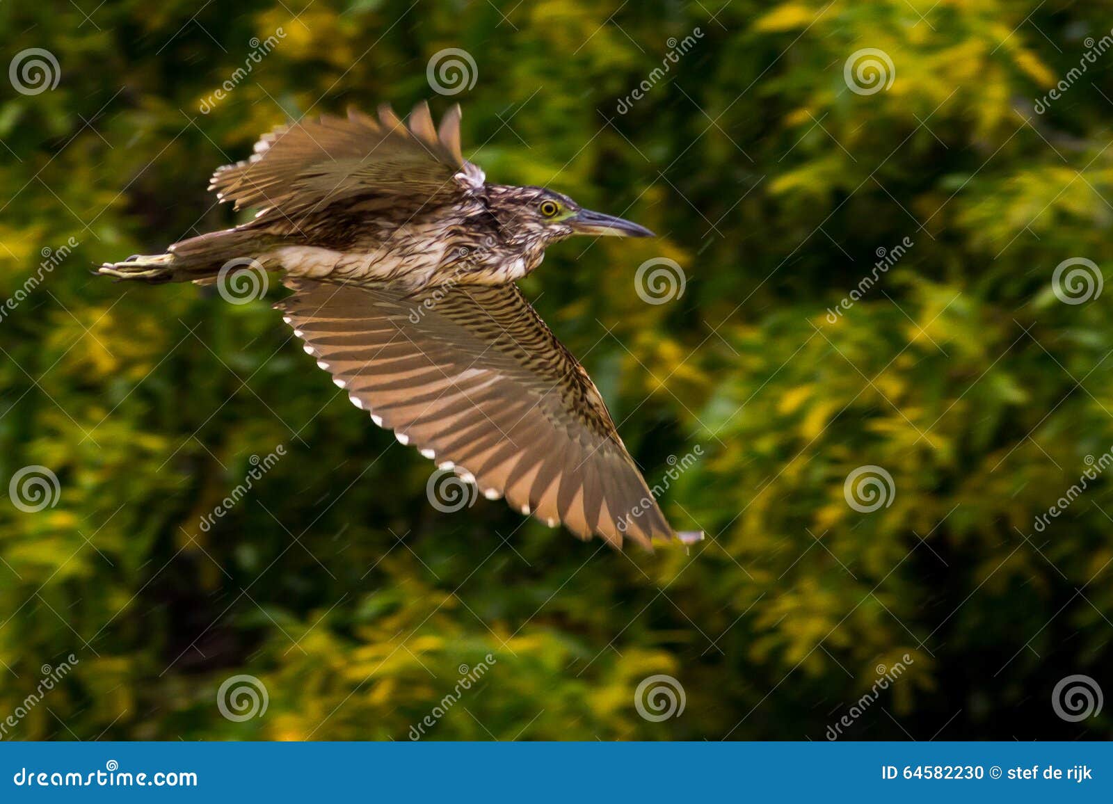 Airone striato fotografia stock. Immagine di animali - 64582230