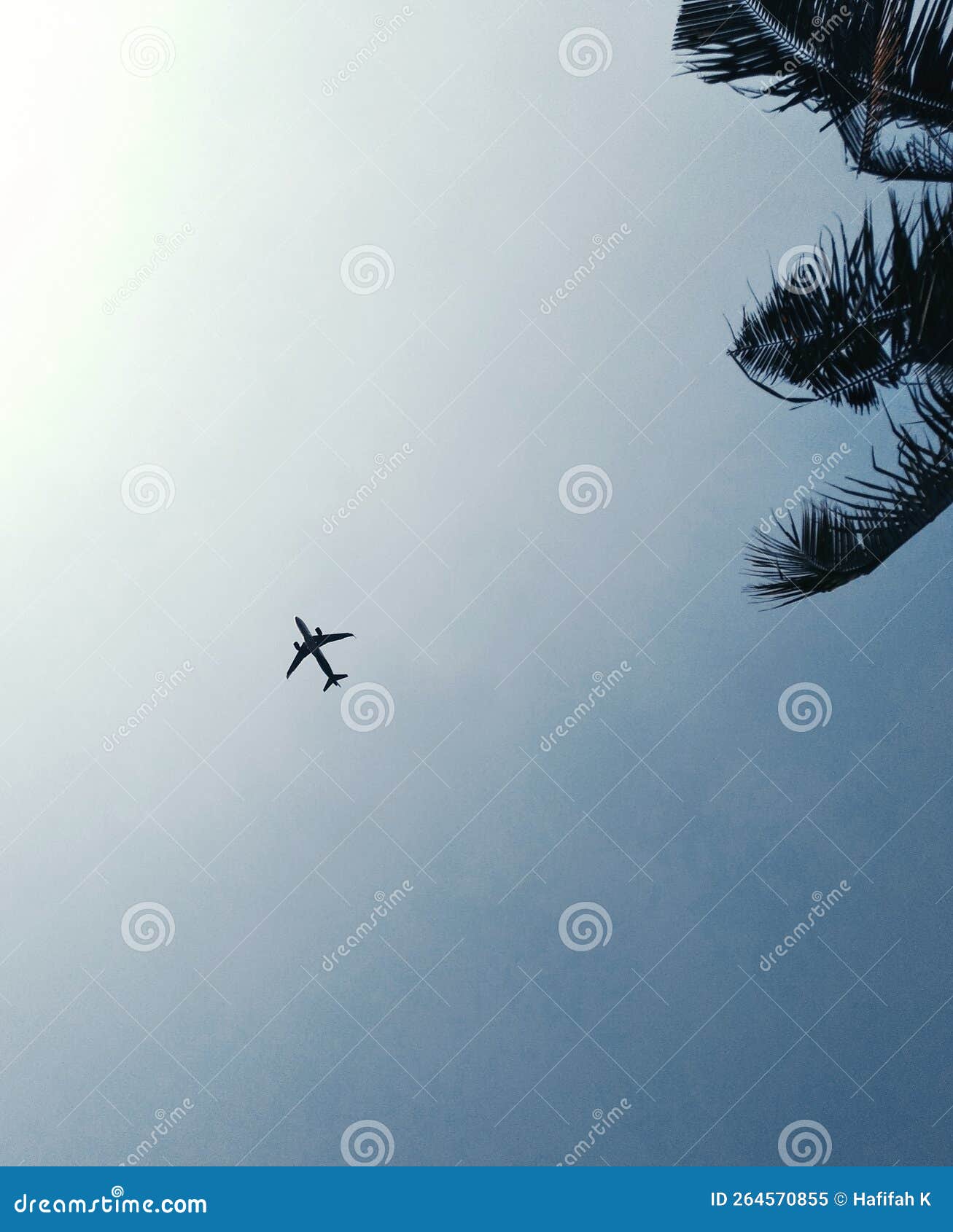 Airplane in Blue Sky with Coconut Trees Stock Image - Image of tree ...