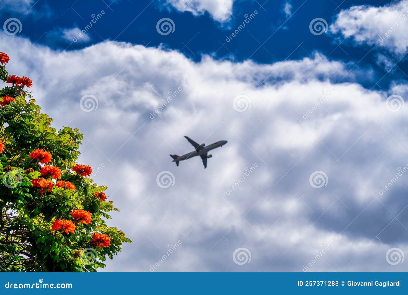 Airplane Flying in the Sky, Colorful Tree on the Foreground Stock Image ...