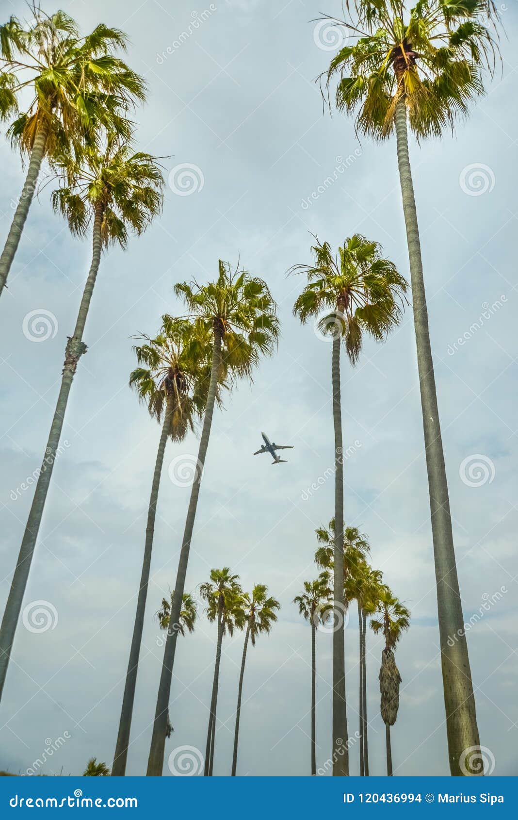Airplane and Palms stock photo. Image of beautiful, high - 120436994