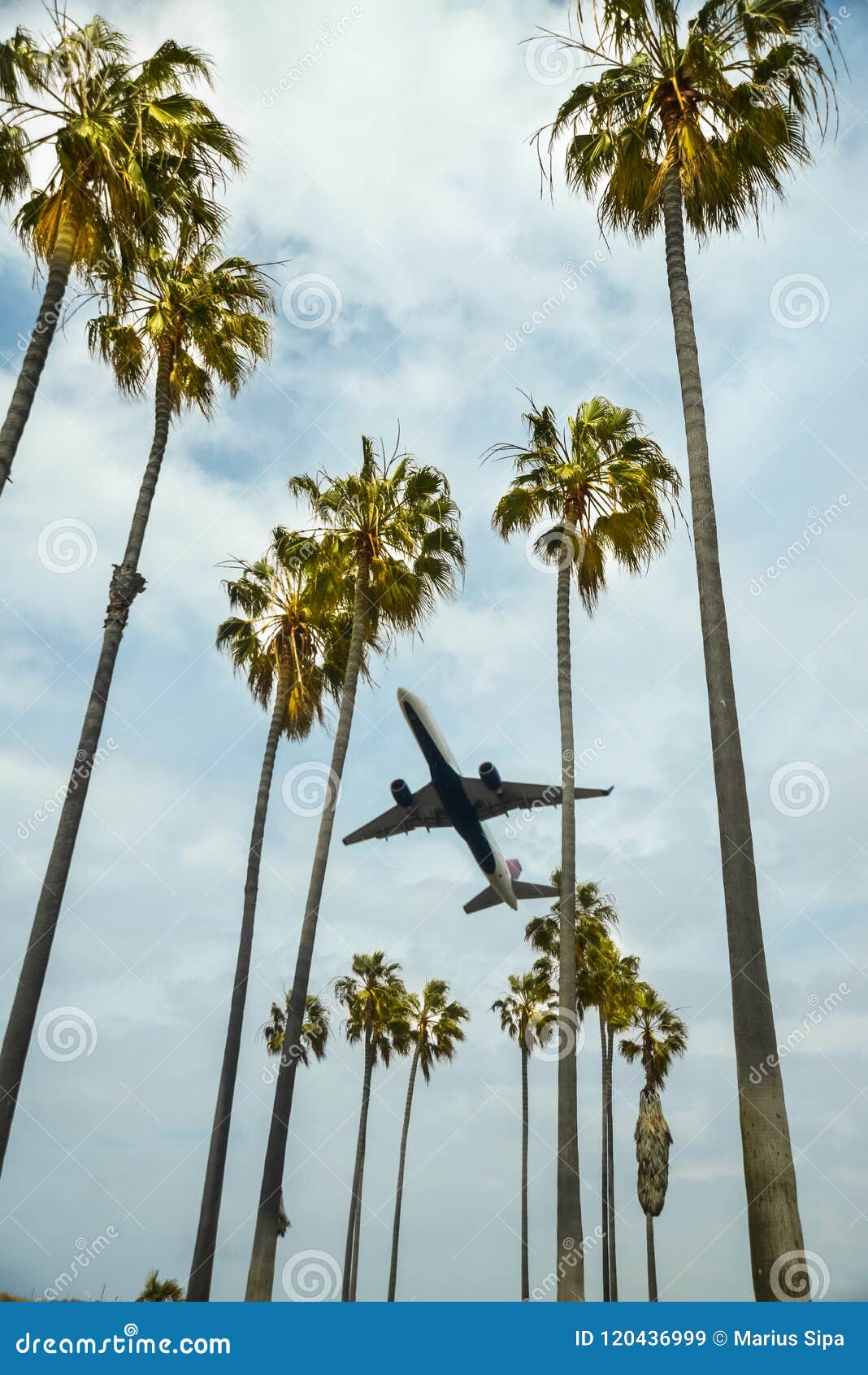 Airplane and Palms stock image. Image of airliner, high - 120436999