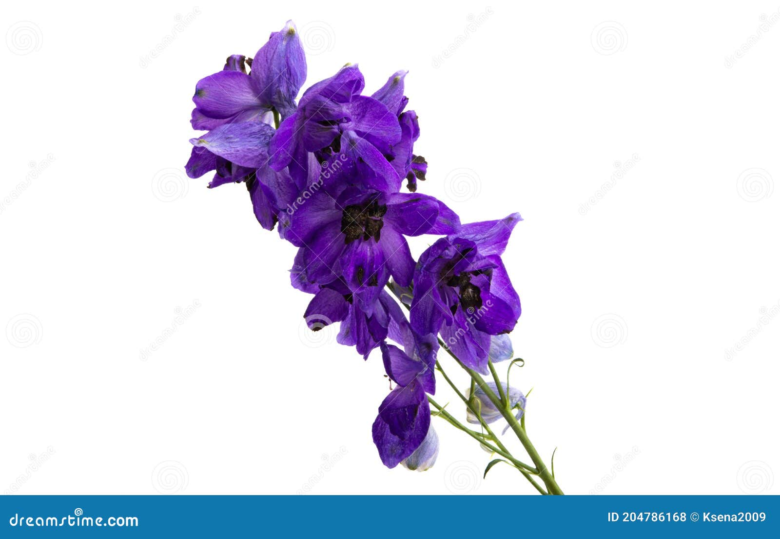 Aislada flor de delfinio foto de archivo. Imagen de macro - 204786168