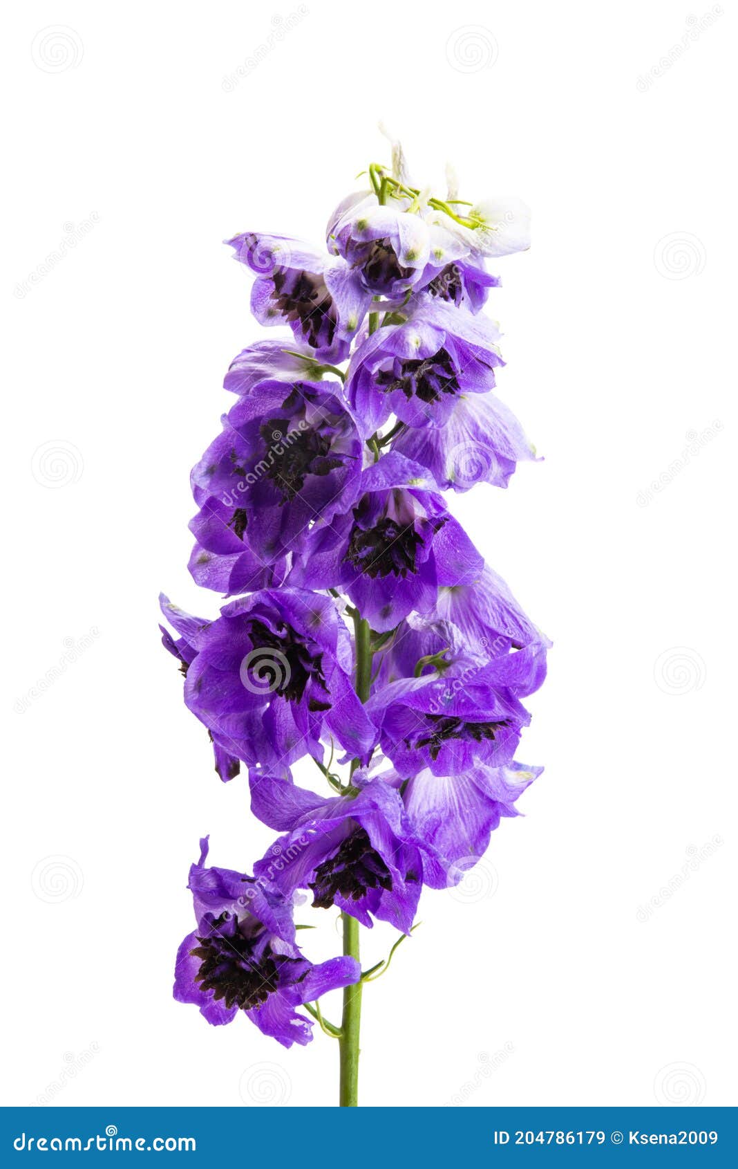 Aislada flor de delfinio imagen de archivo. Imagen de perenne - 204786179