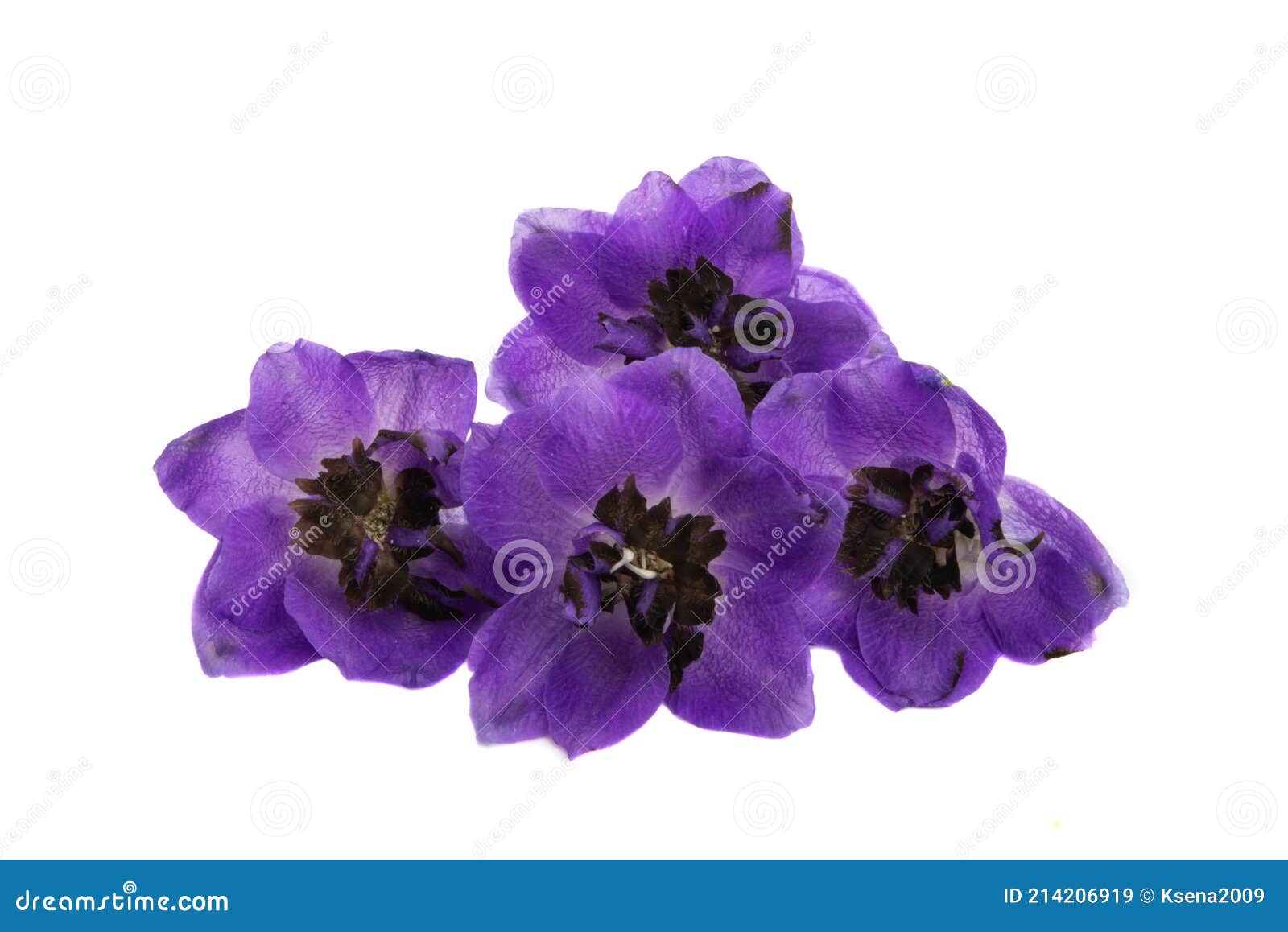Aislada flor de delfinio imagen de archivo. Imagen de pétalo - 214206919