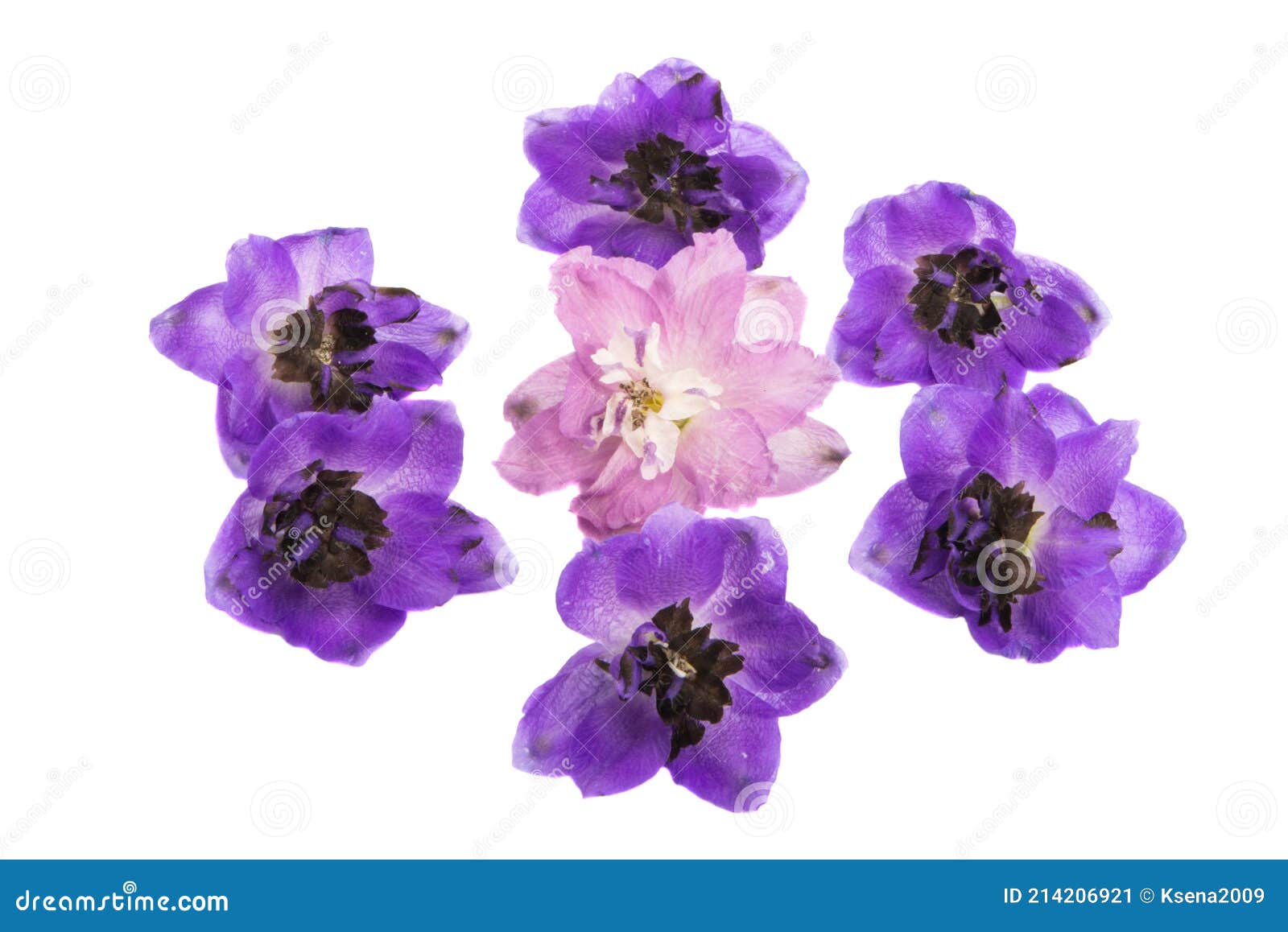 Aislada flor de delfinio imagen de archivo. Imagen de hermoso - 214206921