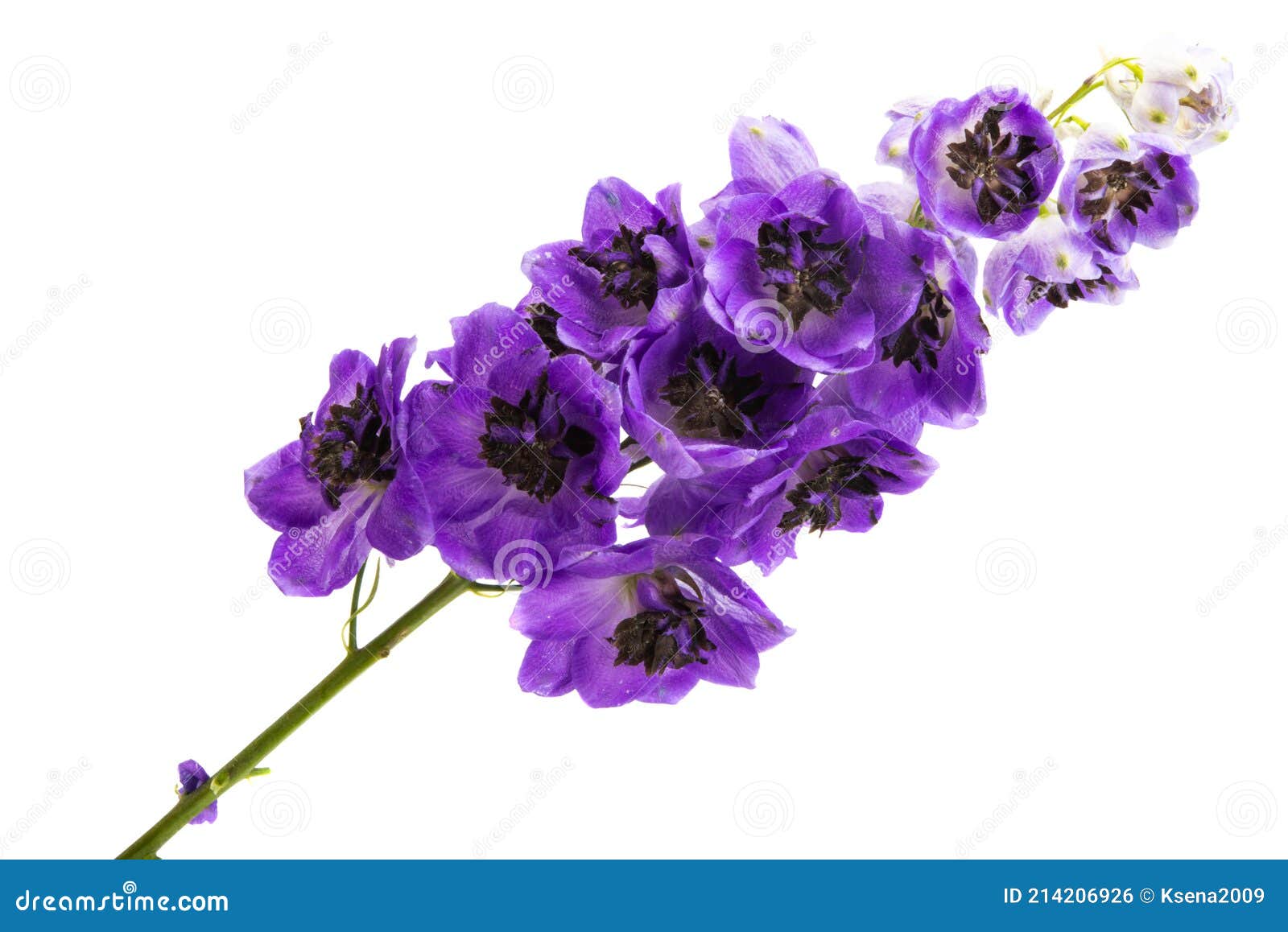 Aislada flor de delfinio foto de archivo. Imagen de color - 214206926
