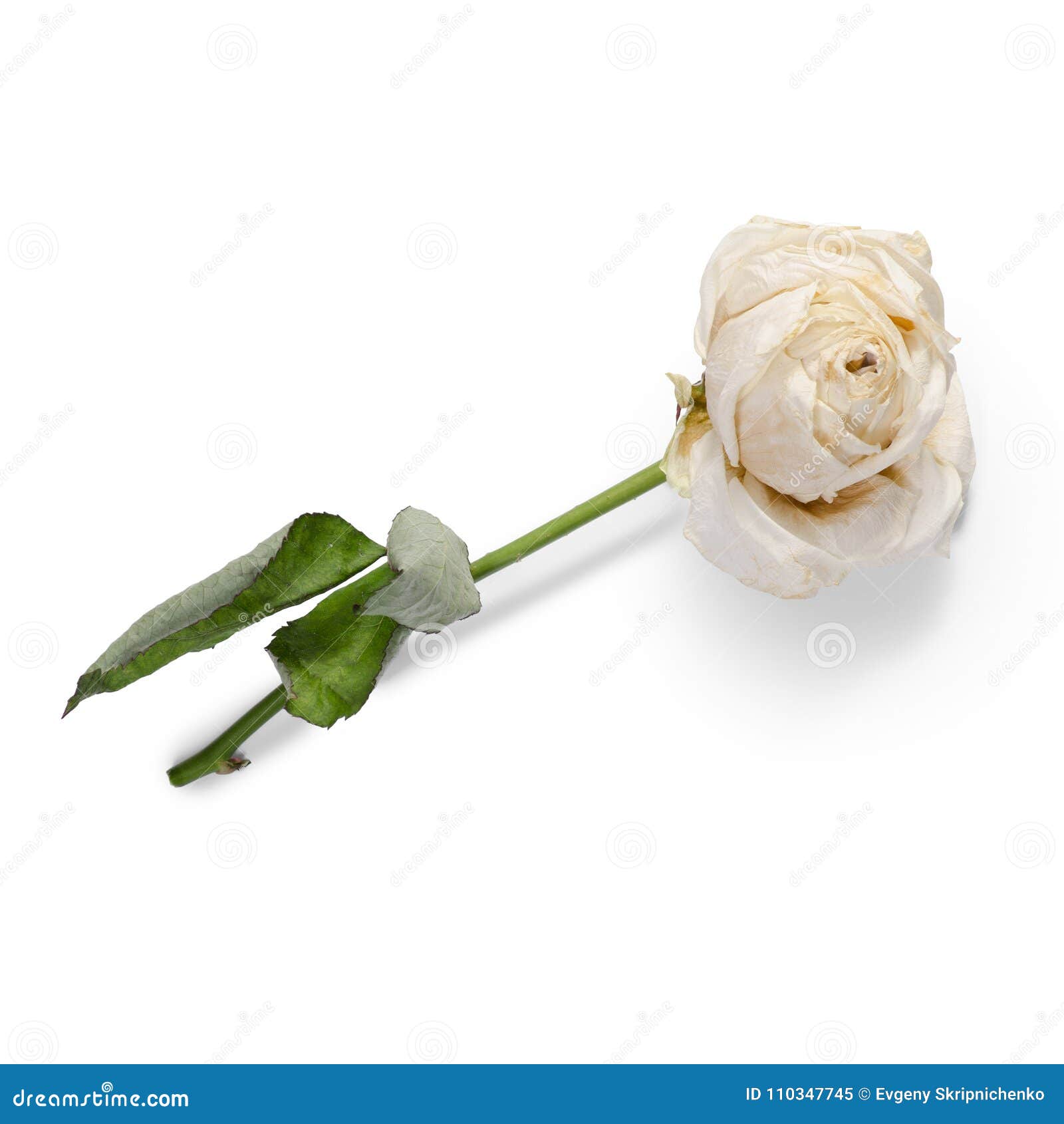 Aislamiento Color De Rosa Marchitado Imagen de archivo - Imagen de ...