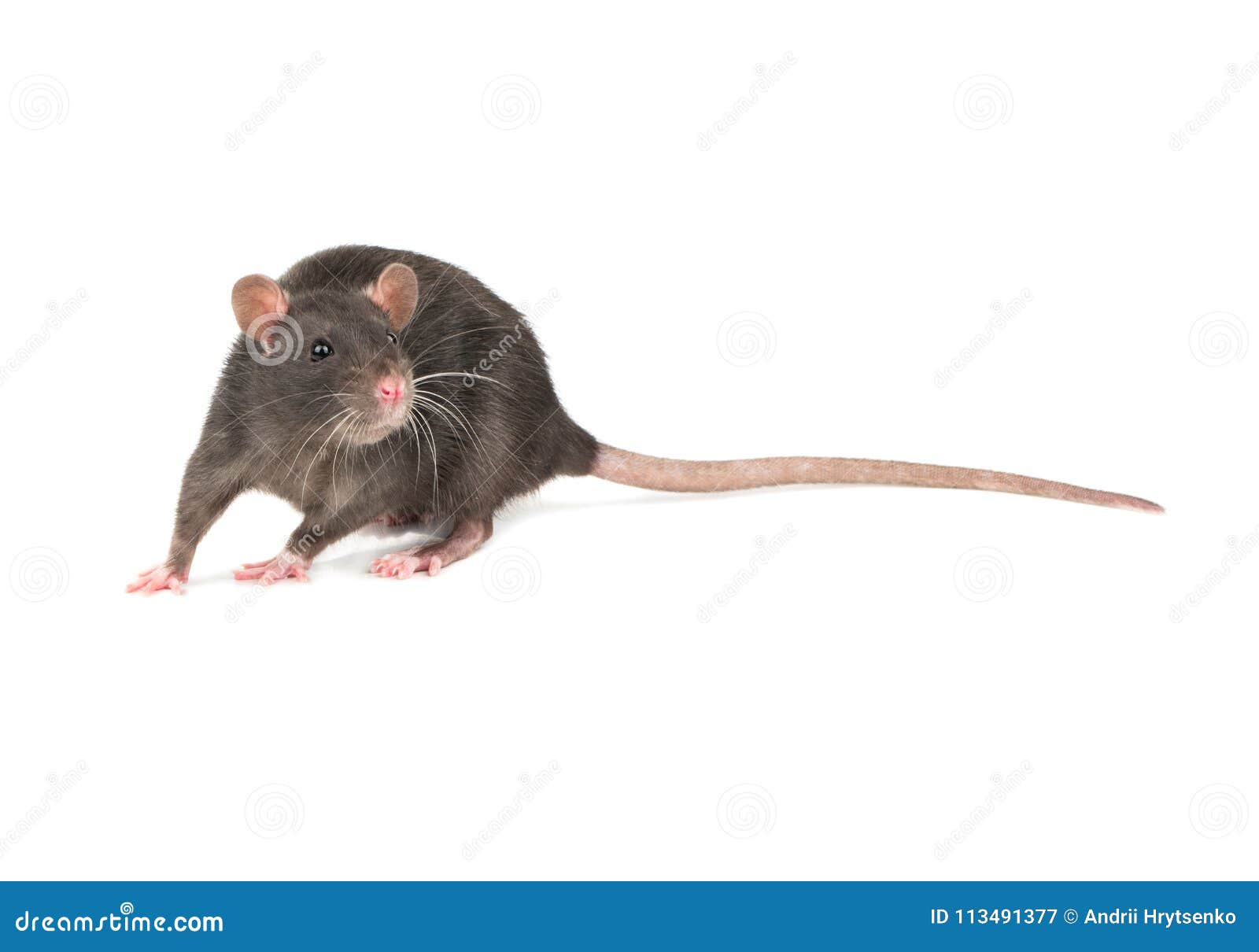 Aislante gris de la rata imagen de archivo. Imagen de cara - 113491377