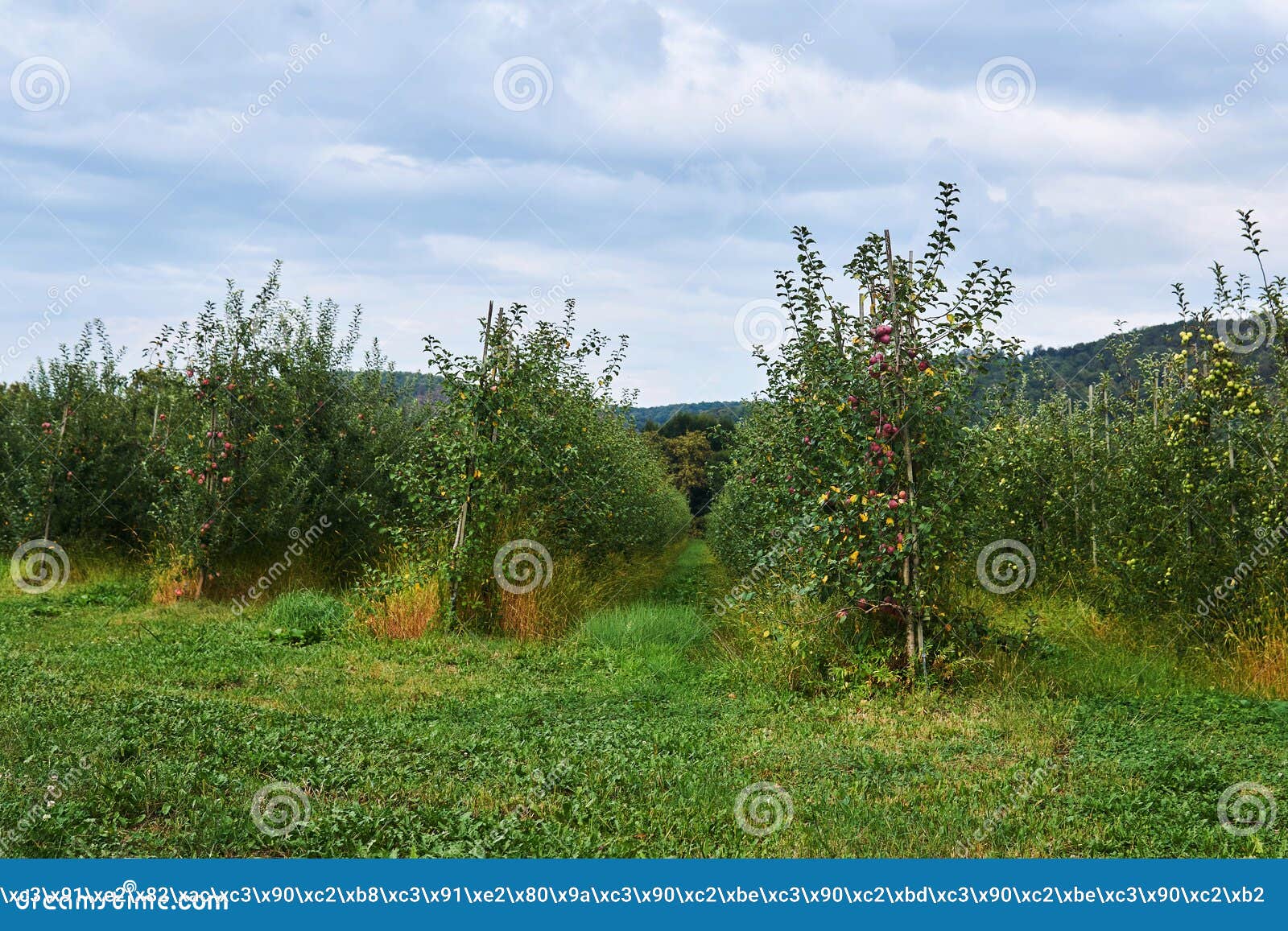 Aisle between Rows of Young Fruit Trees on an Apple Orchards Stock ...