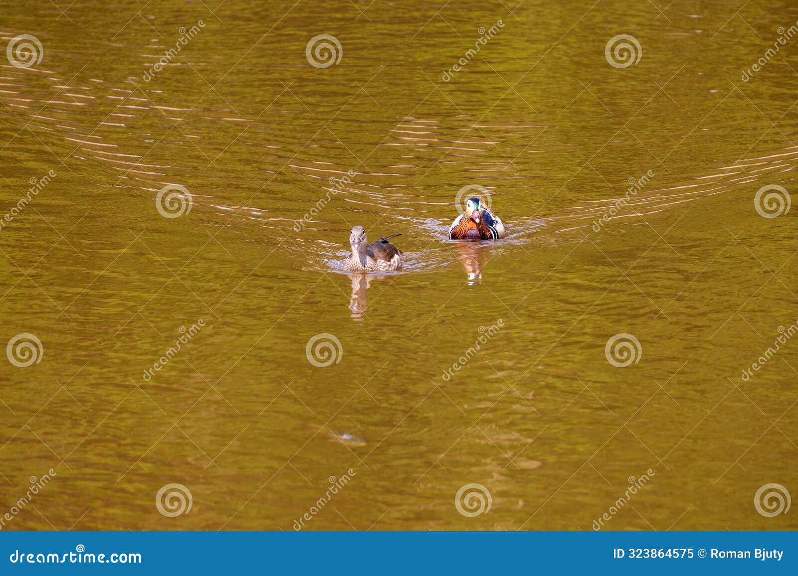 Aix Galericulata Mandarin Duck - Nice Colored Duck on the Pond Stock ...