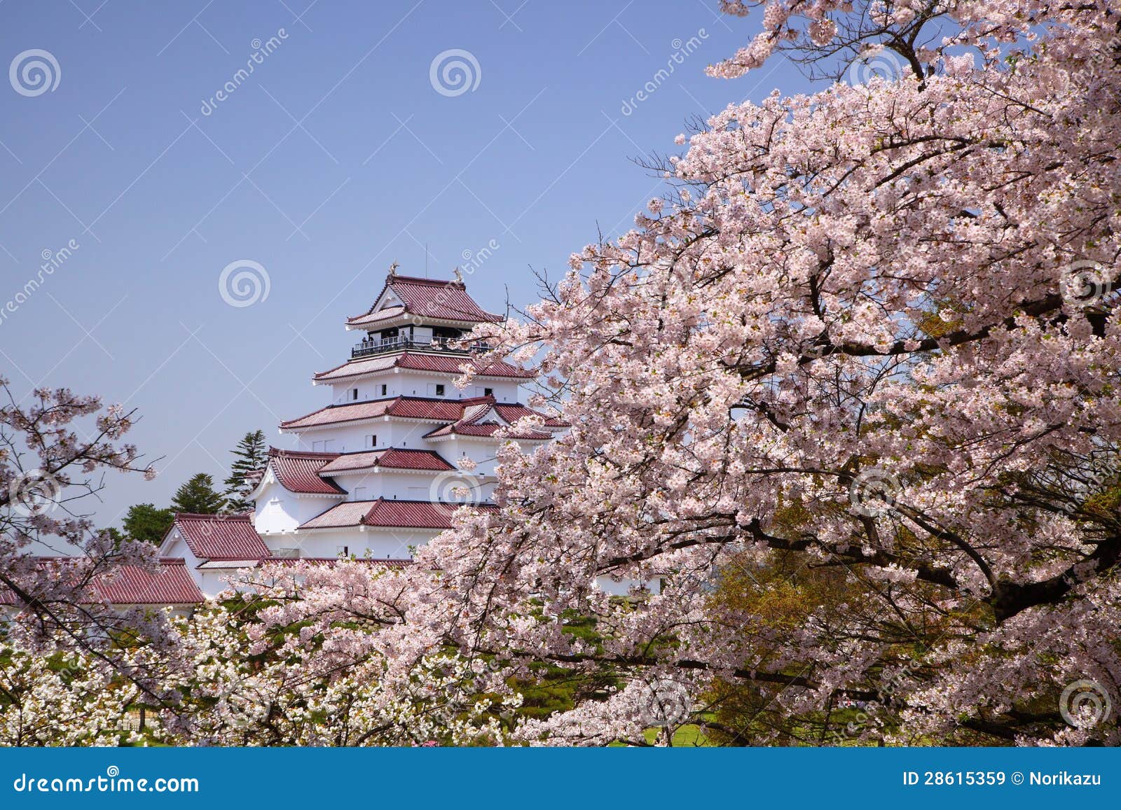 Aizuwakamatsu Castle and Cherry Blossom Stock Image - Image of blossom ...