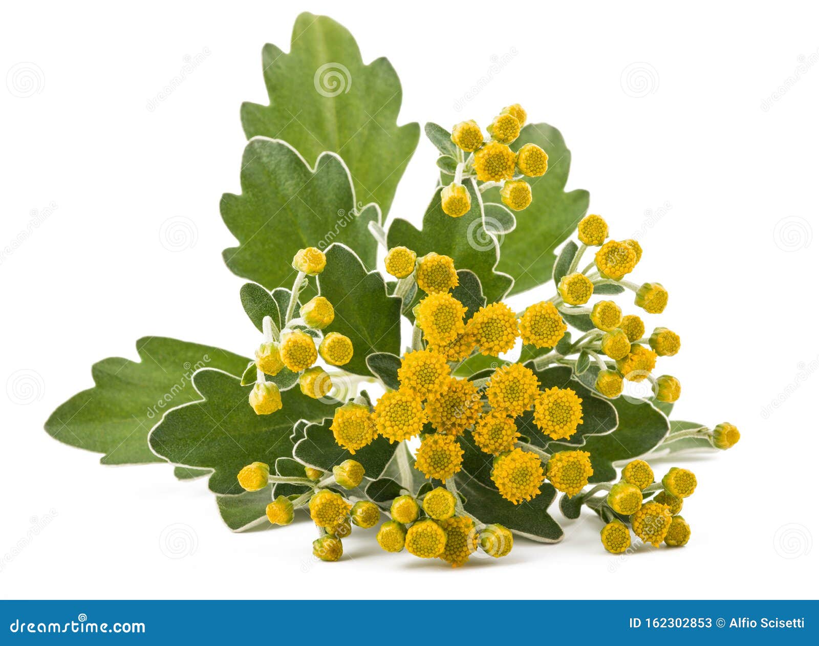 Ajania pacifica stock image. Image of pacificum, branch - 162302853