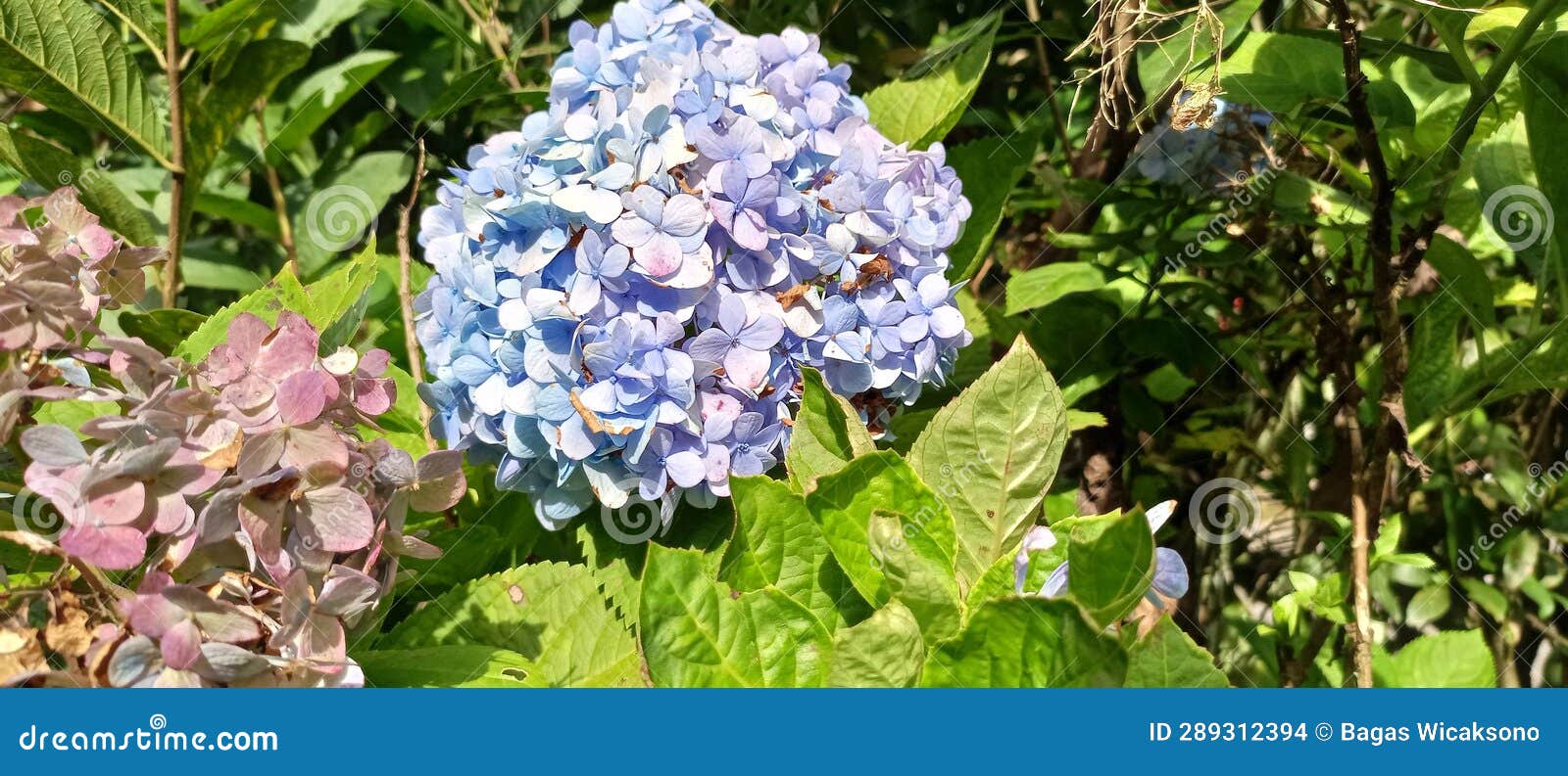 Ajisai flower stock photo. Image of rival, sakura, cherry - 289312394