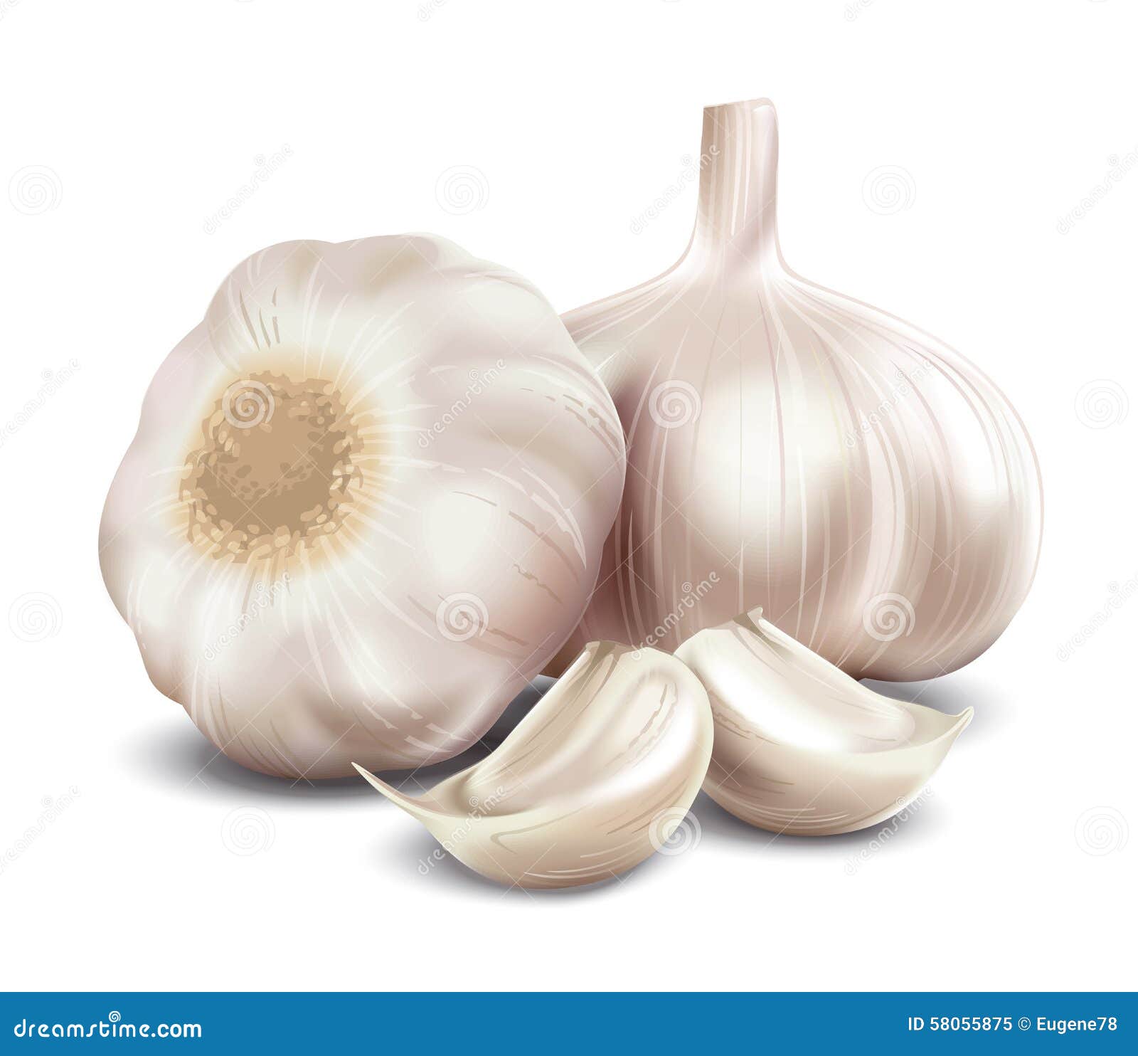 Ajo ilustración del vector. Ilustración de ingrediente - 58055875