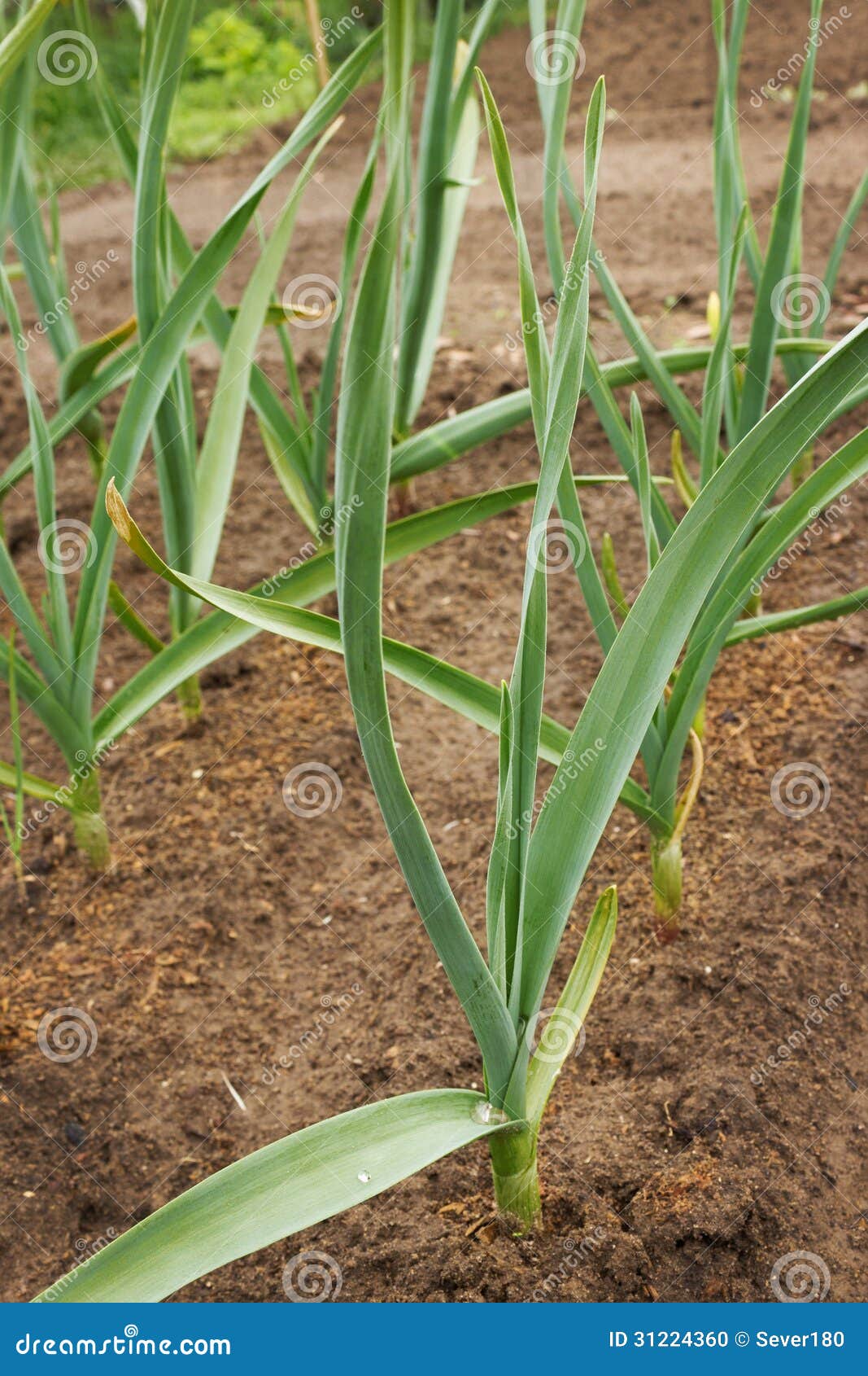 Ajo de la planta verde foto de archivo. Imagen de vida - 31224360