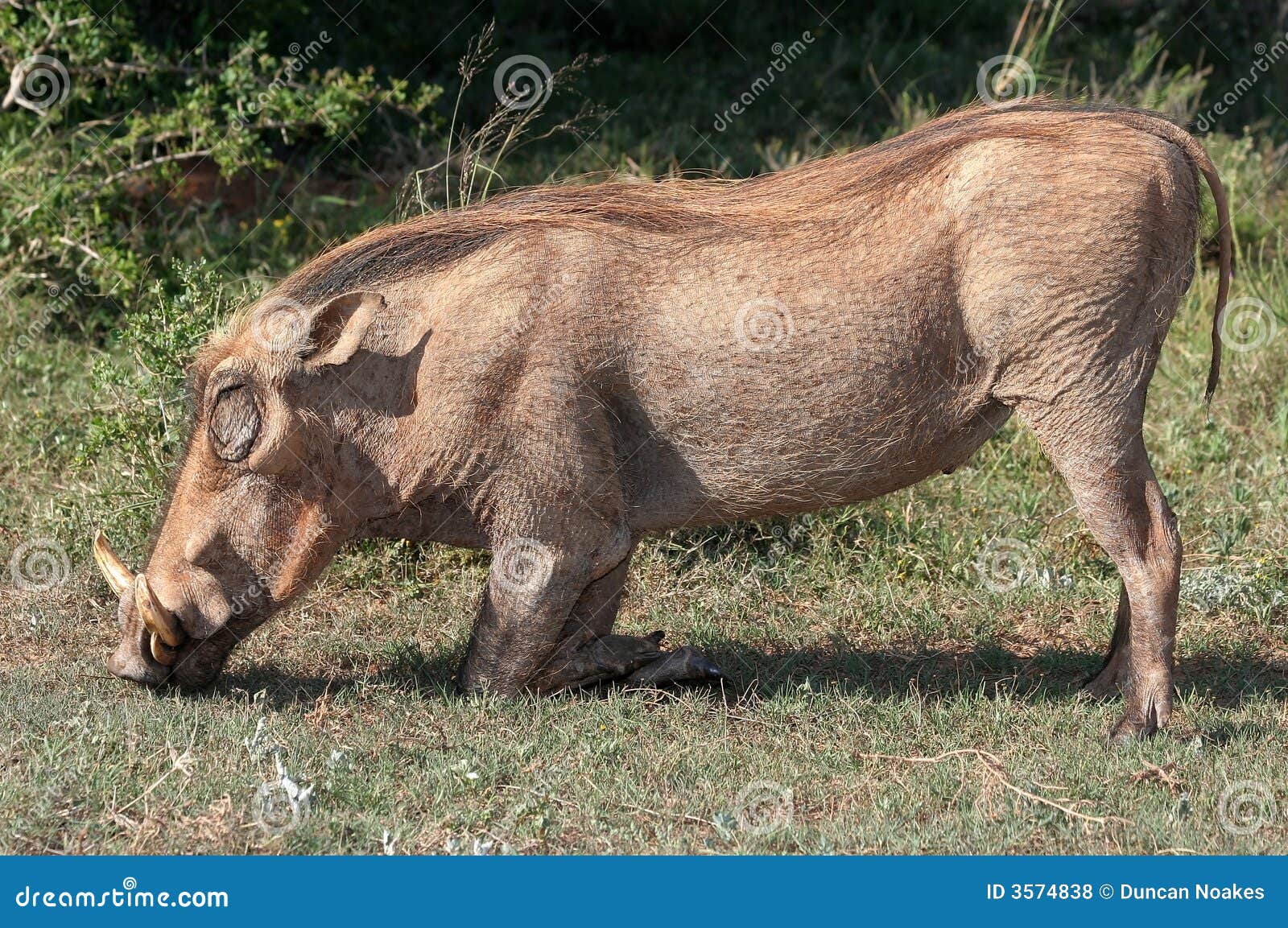 Ajoelhamento Feio De Warthog Foto de Stock - Imagem de comer, porco ...