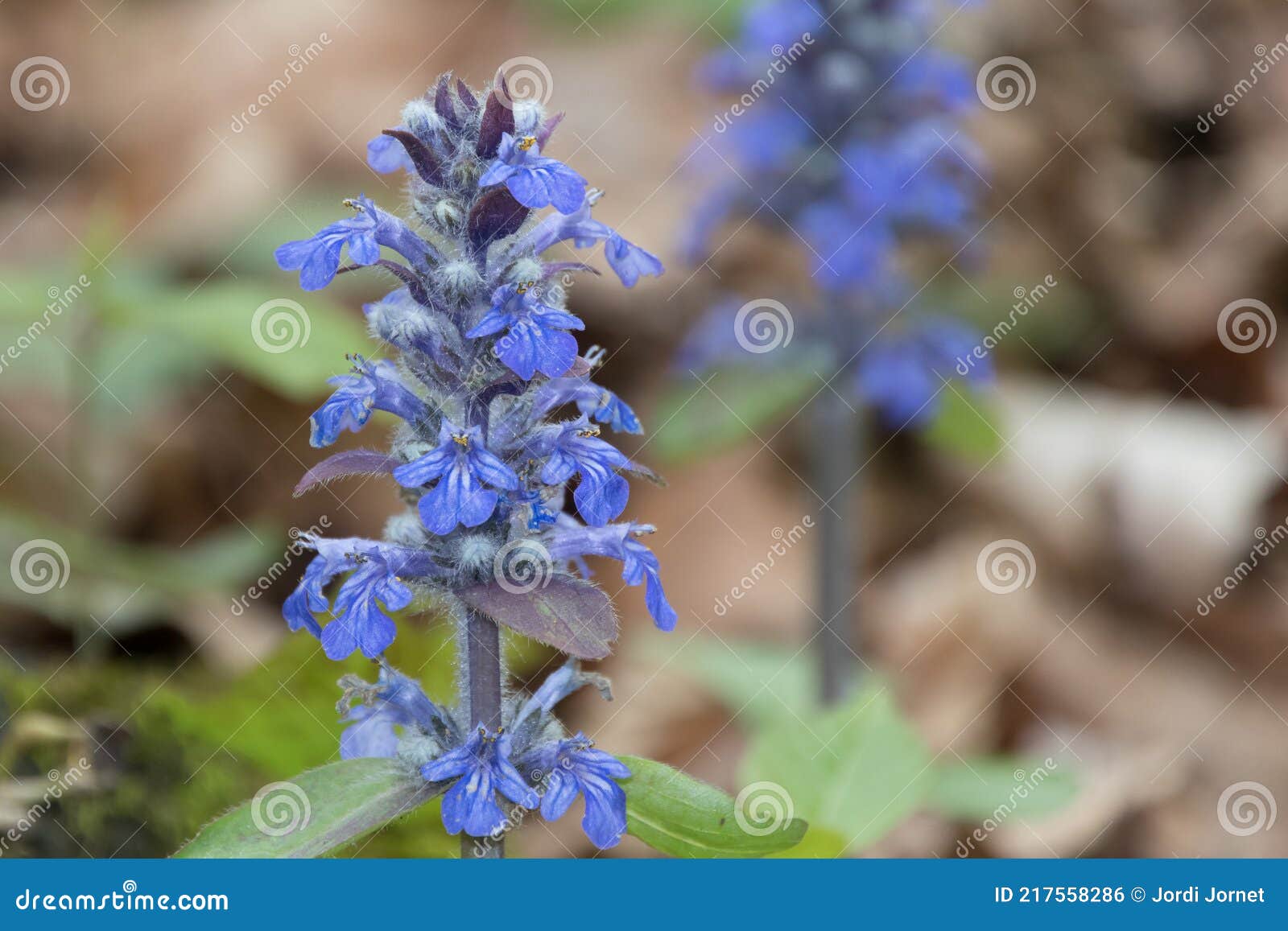 Ajuga Pyramidalis, Commonly Known As Pyramidal Bugle Stock Photo ...