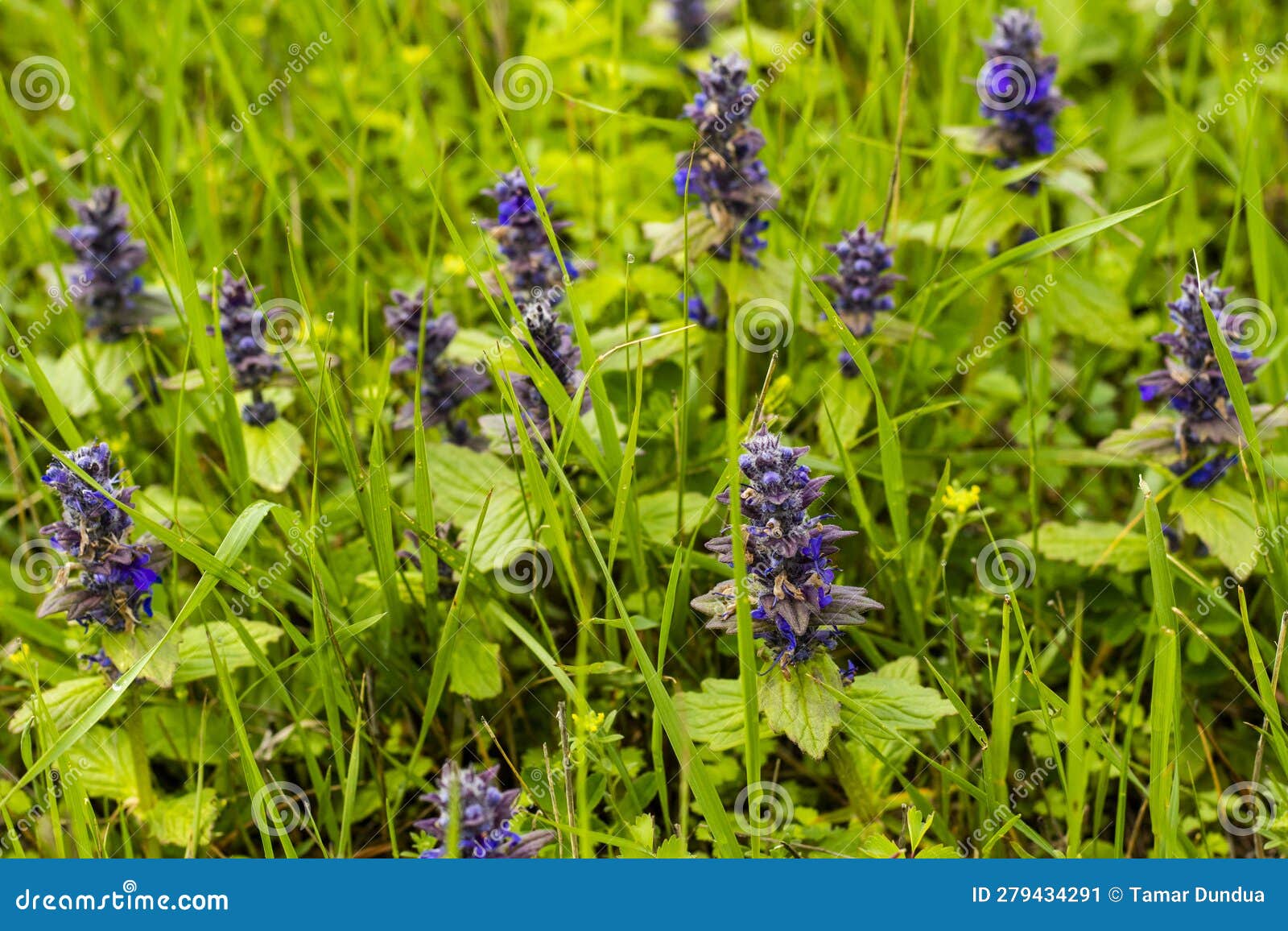 Ajuga Pyramidalis Purple Wild Flower Stock Image - Image of fresh ...