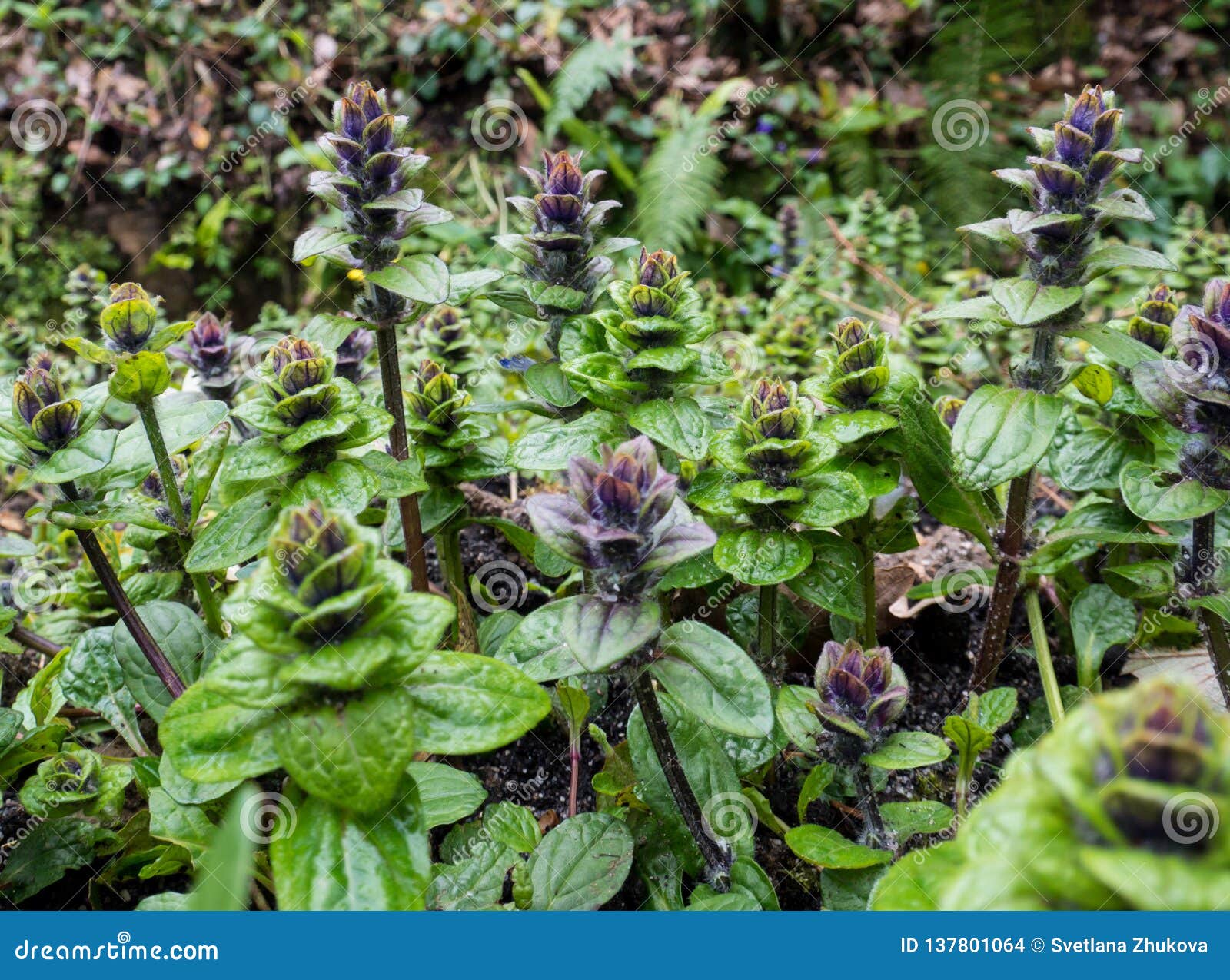 Ajuga Pyramidalis or Pyramidal Bugle Plants Stock Photo - Image of ...
