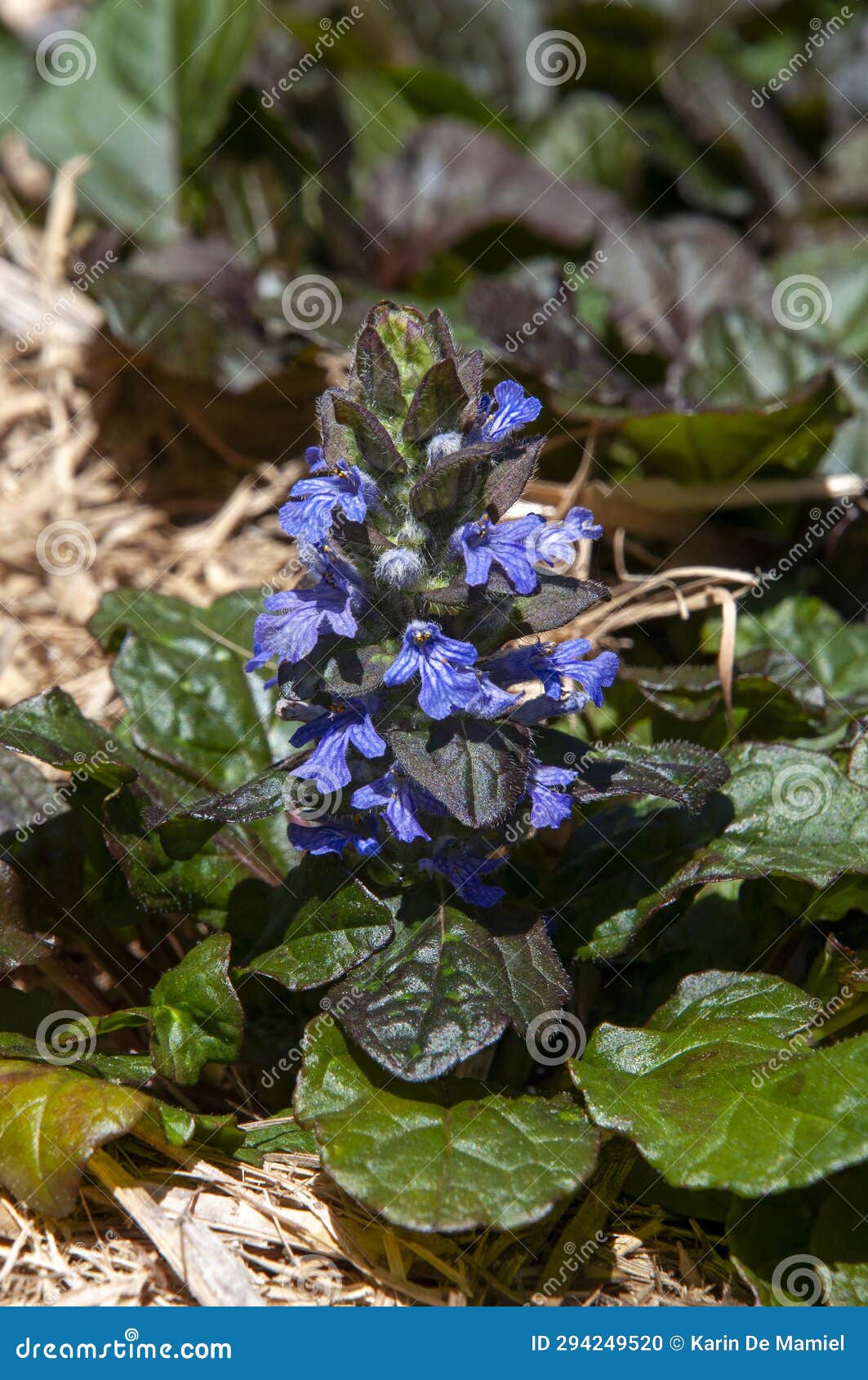 Ajuga Reptans or Purple Carpet Bugleweed in Garden Stock Photo - Image ...