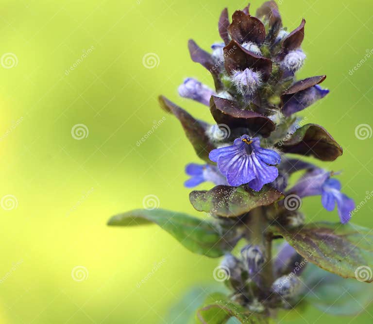Ajuga Reptans (blue Bugle, Bugleherb, Bugleweed) Stock Photo - Image of ...