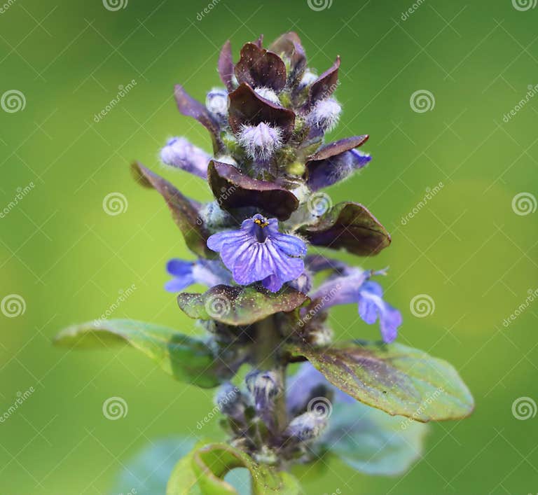 Ajuga Reptans (blue Bugle, Bugleherb, Bugleweed) Stock Photo - Image of ...