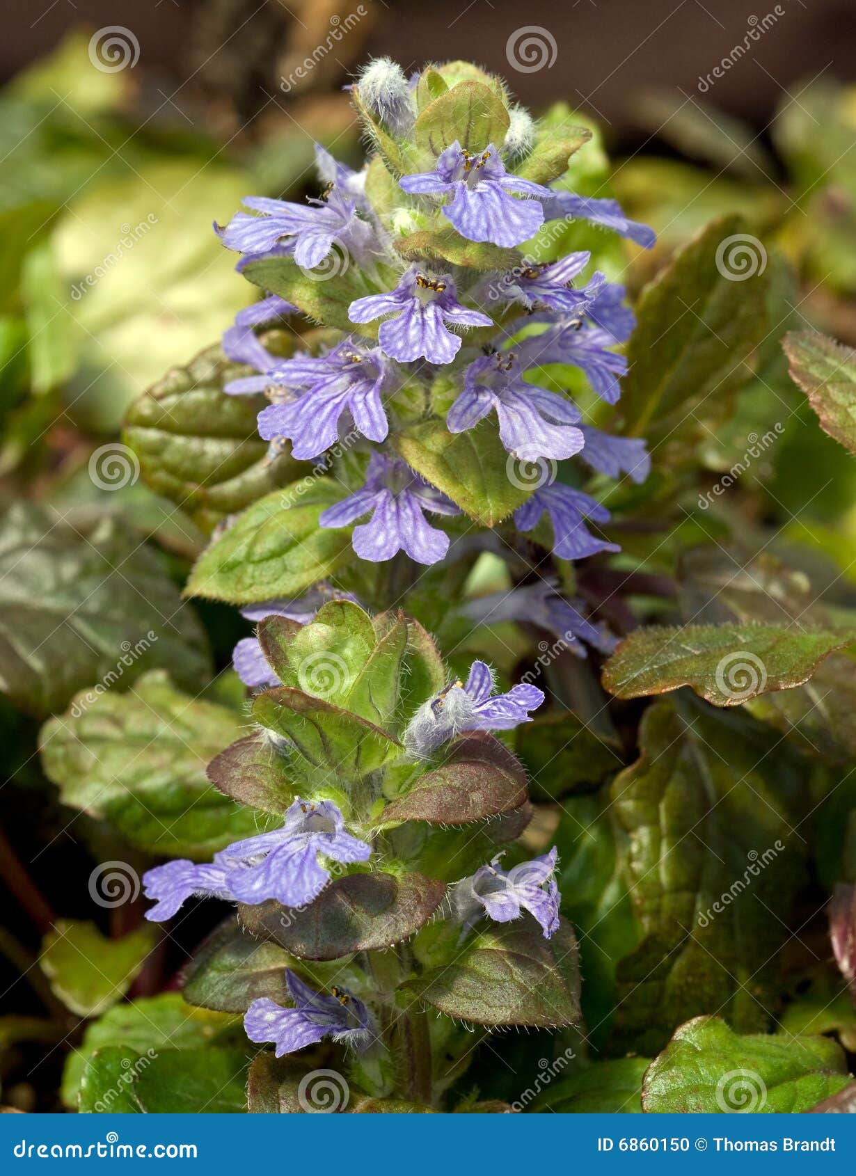 Ajuga Reptans Bronze Beauty Stock Photo - Image of flowers, blue: 6860150