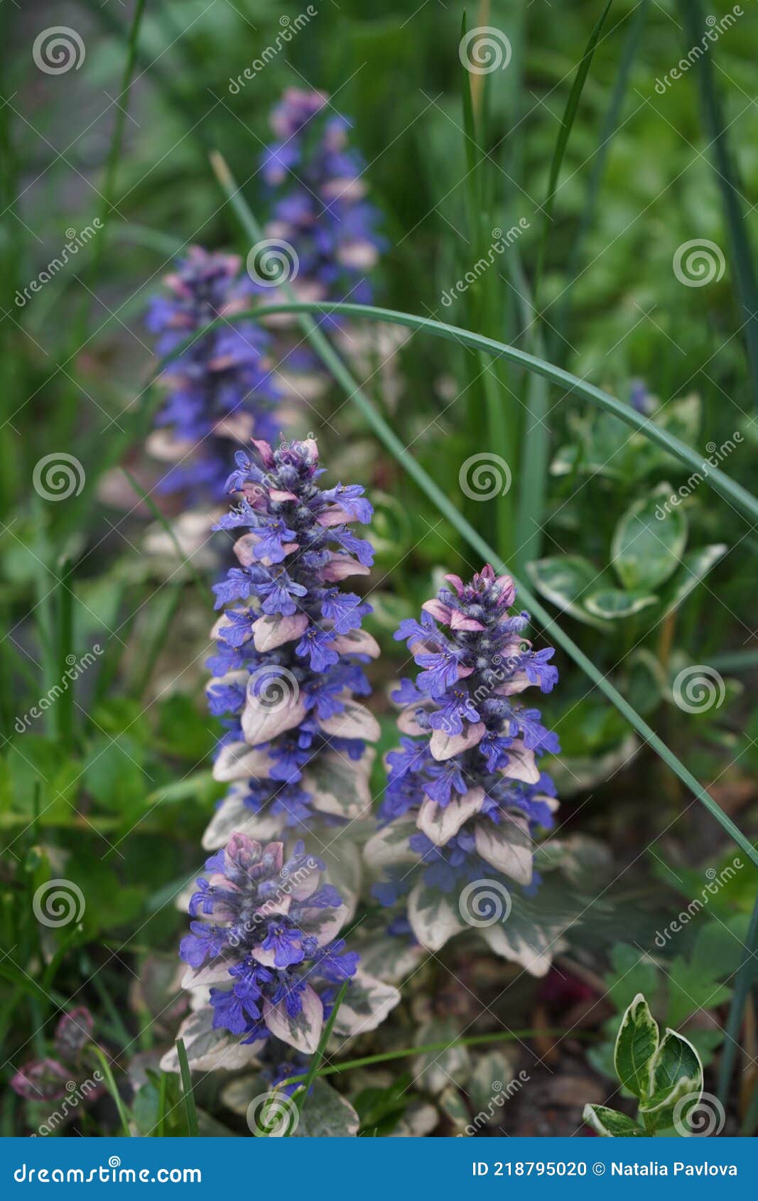 Ajuga Reptans, Bugle, Blue Bugle, Bugleherb, Bugleweed, Carpetweed ...
