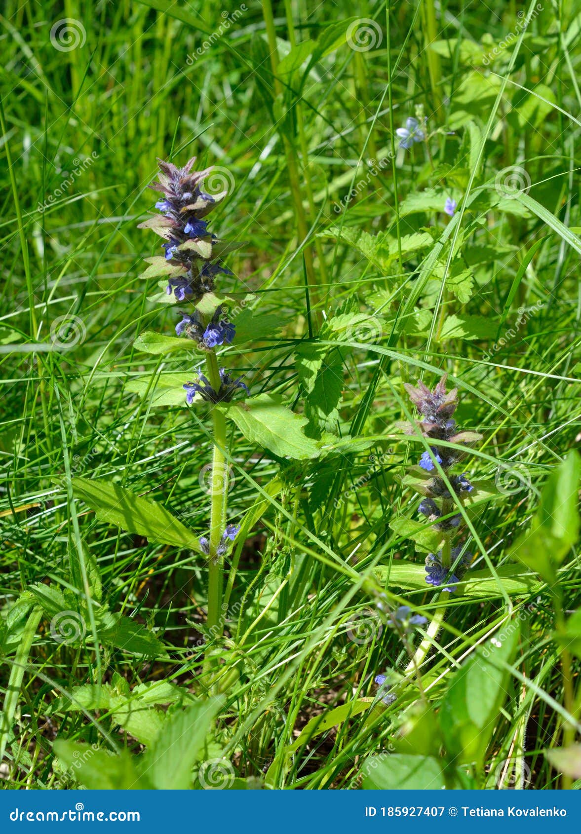 Ajuga Reptans or Bugle, Blue Bugle Bugleherb, Bugleweed, Carpetweed ...