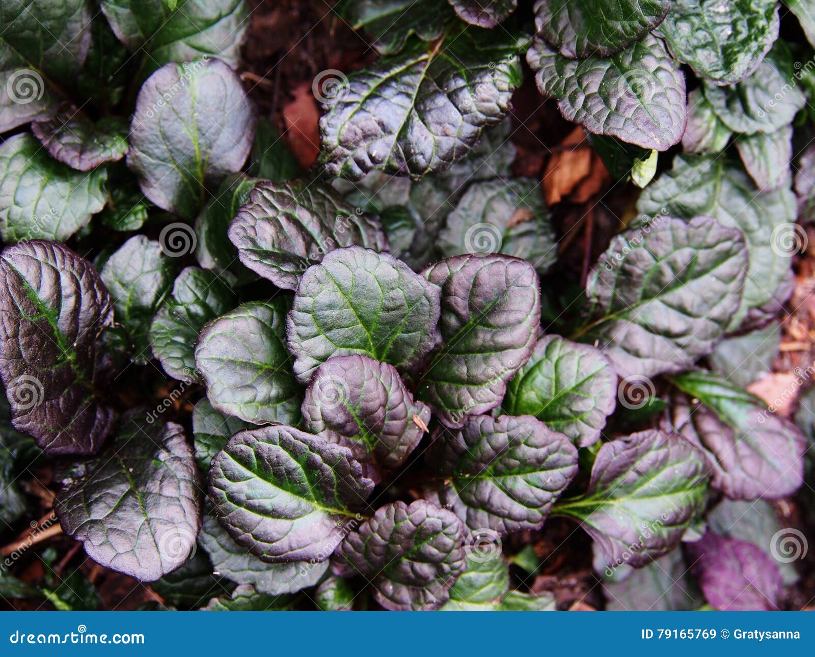 Ajuga Reptans Is Commonly Known As Bugle, Blue Bugle, Bugleherb ...