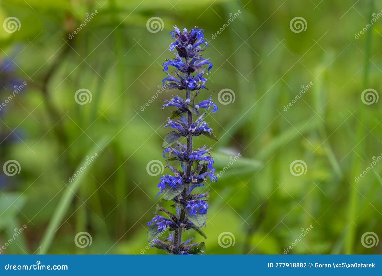 Ajuga Reptans, Commonly Known As Bugle Stock Photo - Image of bugle ...