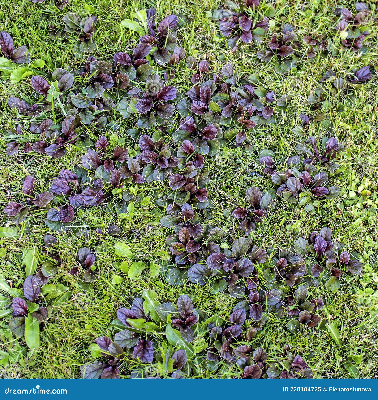 Ajuga Reptans is Commonly Known As Bugle, Blue Bugle, Bugleherb ...