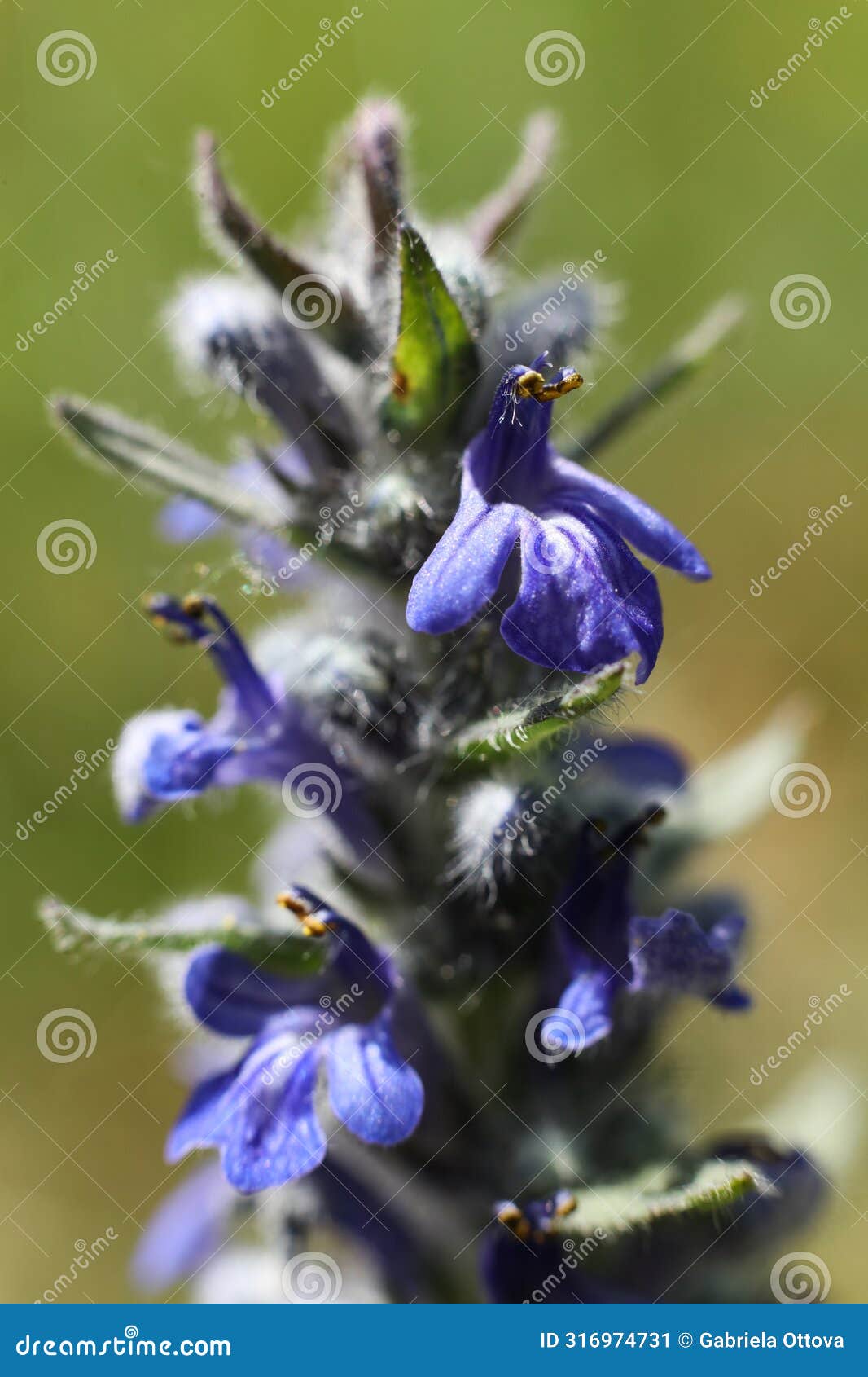 Ajuga Reptans Flower in the Wild, Close Up. Stock Image - Image of ...