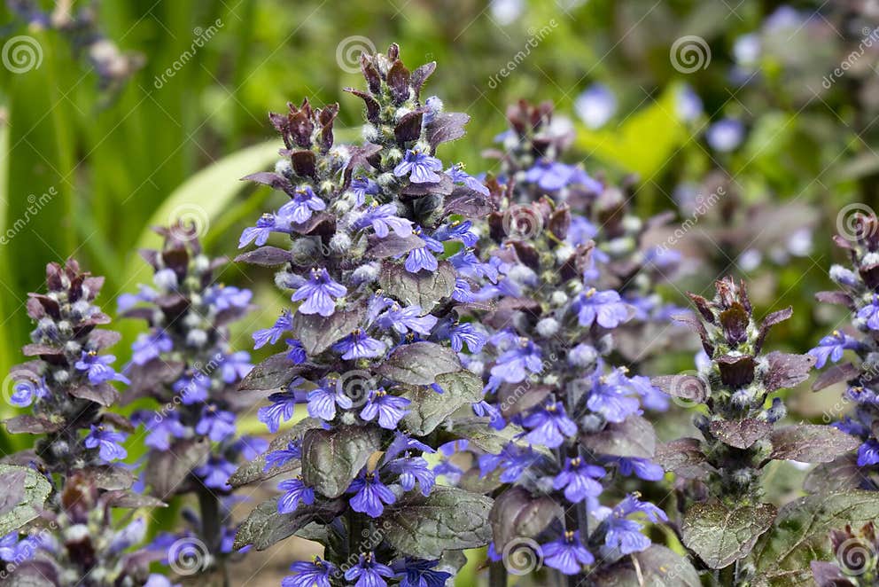 Ajuga Reptans is Commonly Known As Bugle, Blue Bugle, Bugleherb ...