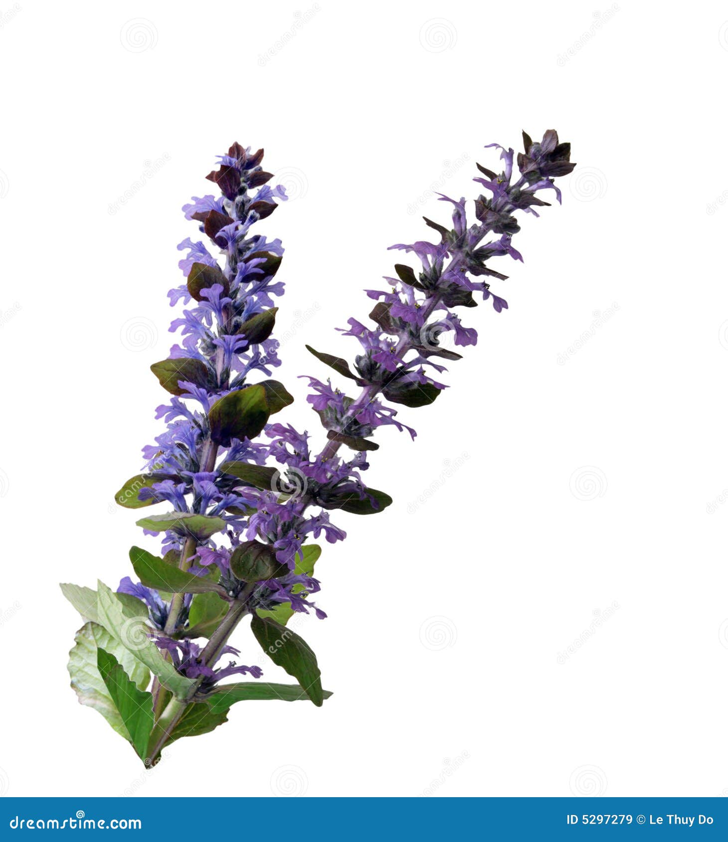 Ajuga Reptans, Bugle, Blue Bugle, Bugleherb, Bugleweed, Carpetweed ...