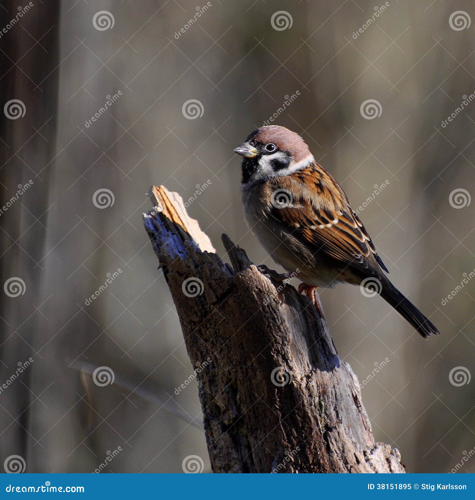 Aka Passer montanus stock image. Image of garden, close - 38151895