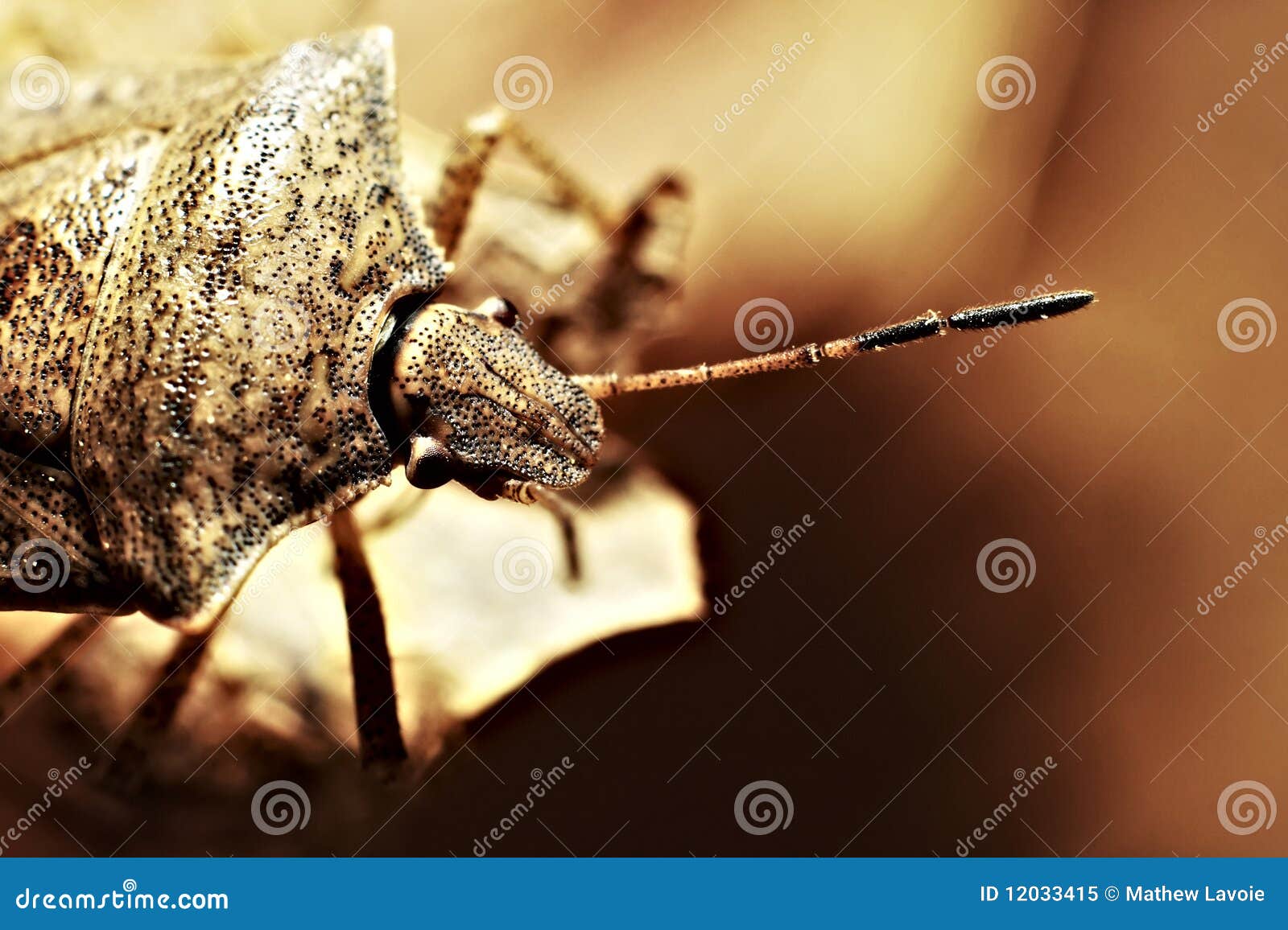 Aka Van Het Insect Van Het Schild Stinkt Insect Op Blad Stock ...