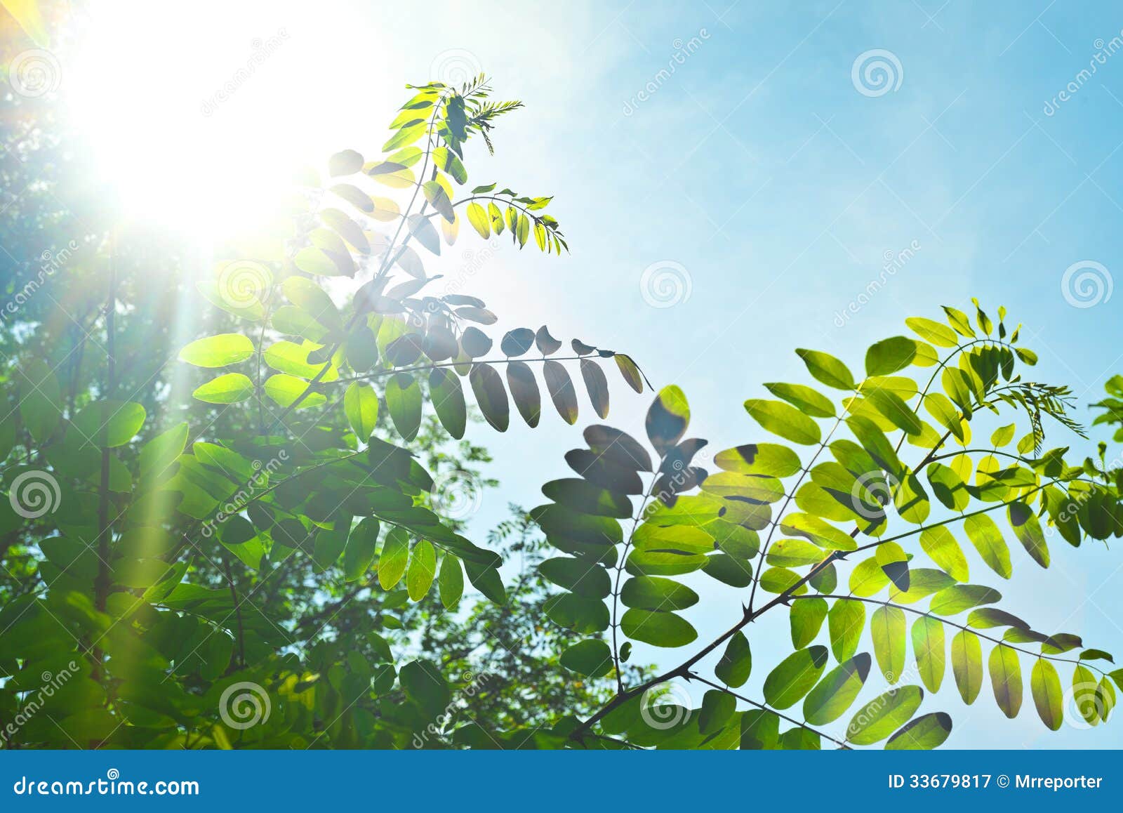 Akacia fotografering för bildbyråer. Bild av nytt, solljus - 33679817