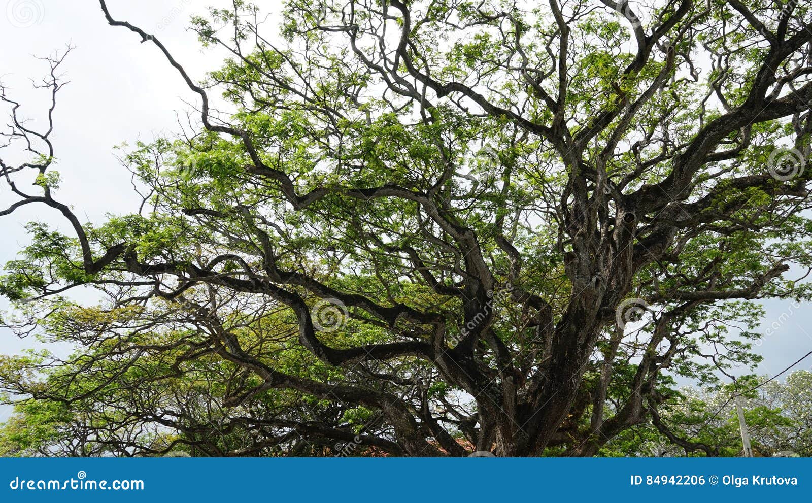 Akacia stock photo. Image of tree, akacia, asia, acacia - 84942206