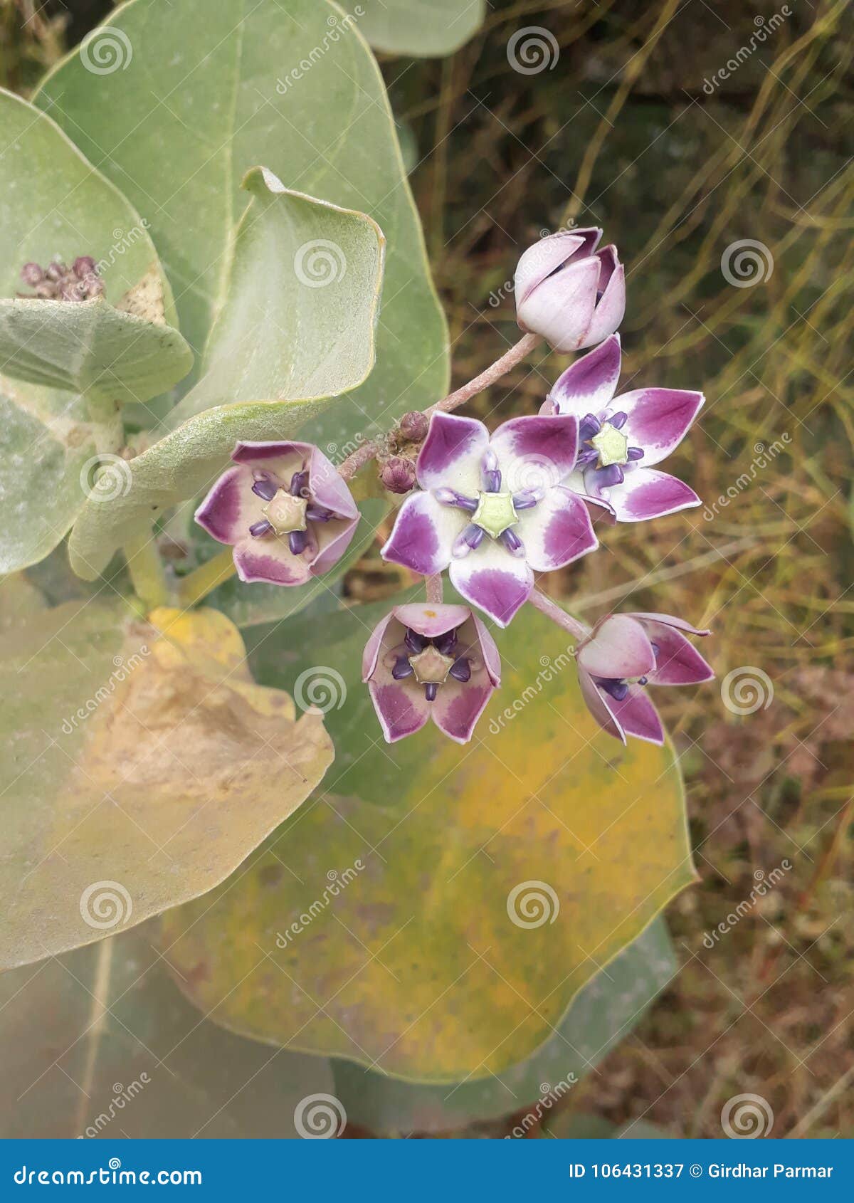 Akada flowers stock image. Image of flowers, world, health - 106431337