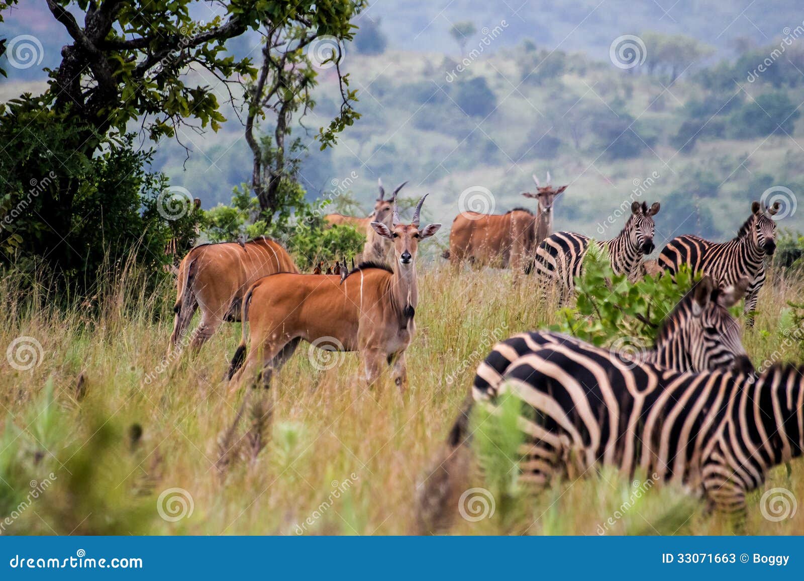 Akagera National Park, Rwanda Stock Image - Image of nature, green ...