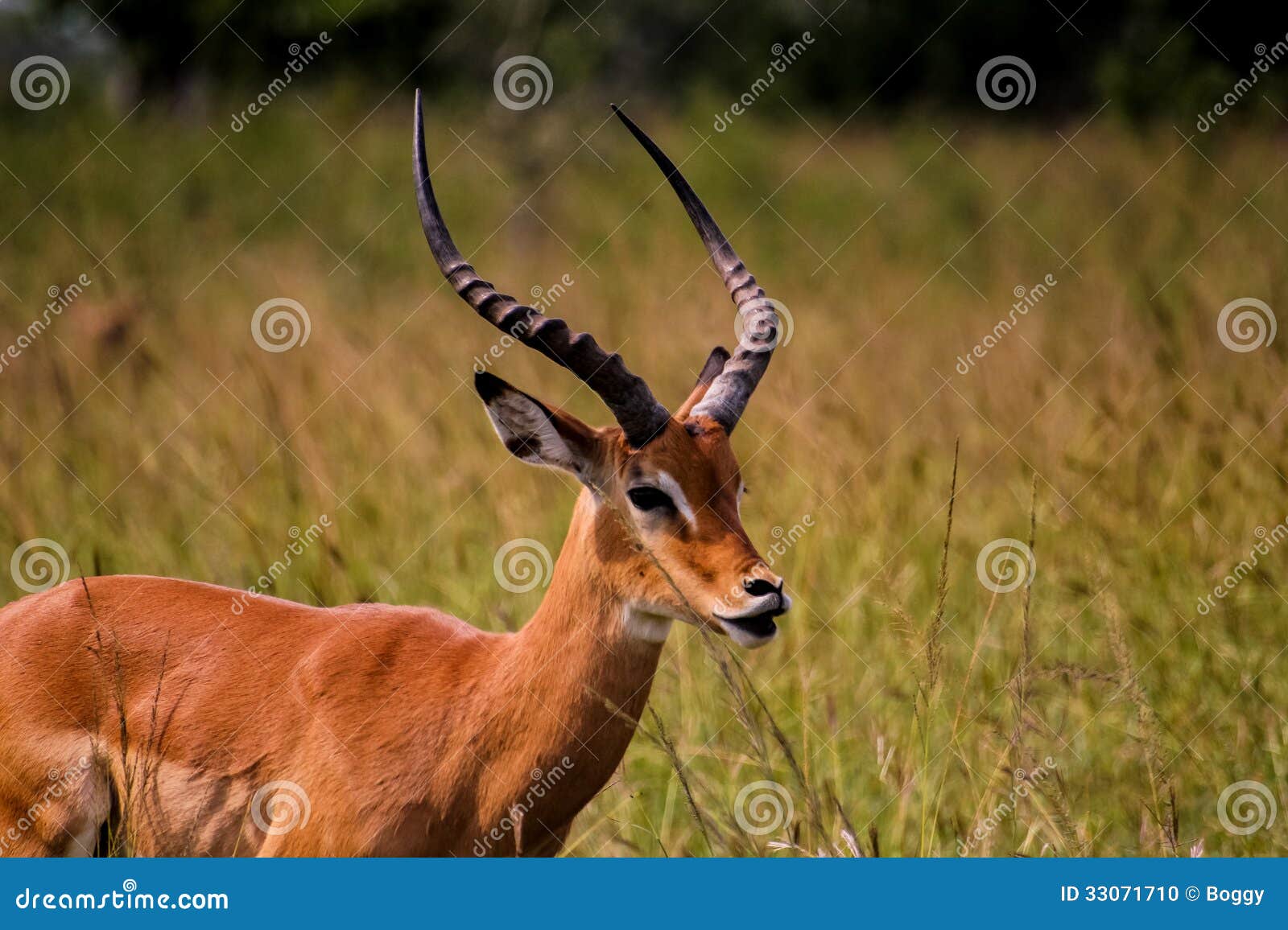 Antelope In Akagera National Park, Rwanda. Royalty-Free Stock ...