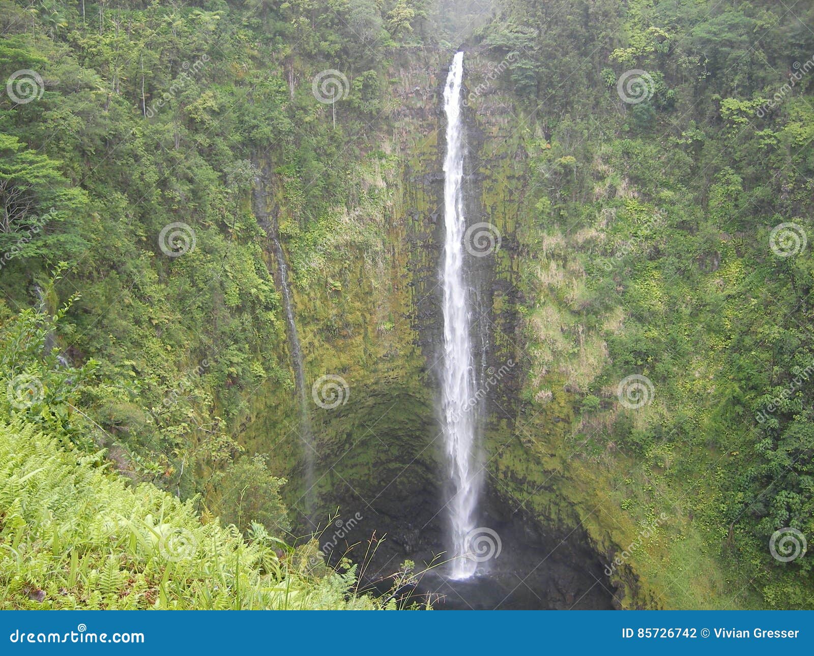 Akaka Falls stock photo. Image of travel, akaka, waterfall - 85726742