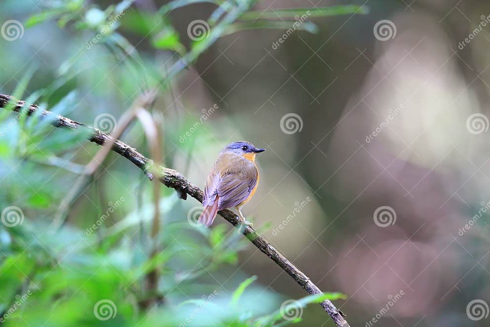 Akalat ecuatorial imagen de archivo. Imagen de selva - 74407951